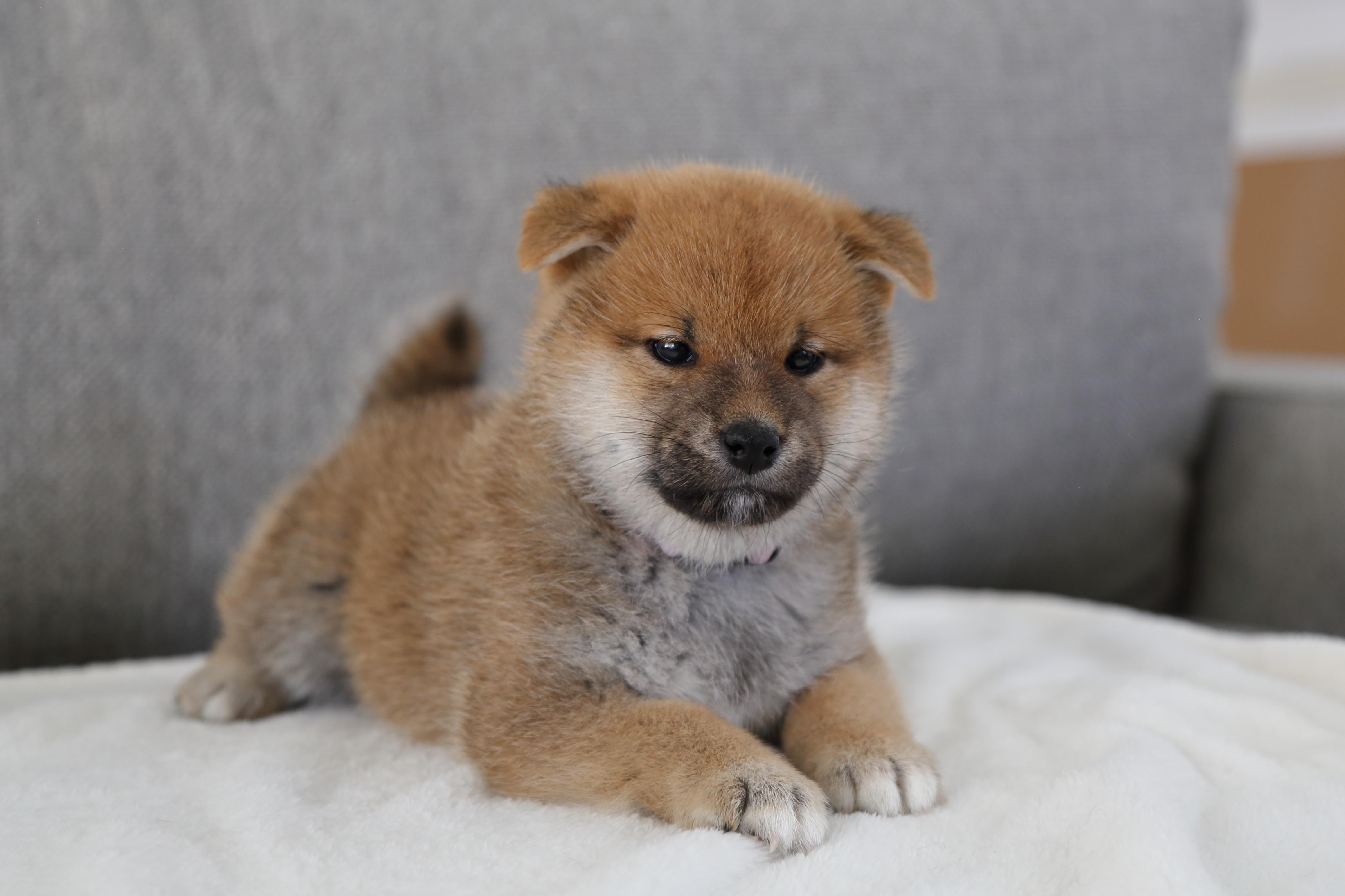 Sakura Blossom Shibas in Texas | Shiba Inu puppies | Good Dog