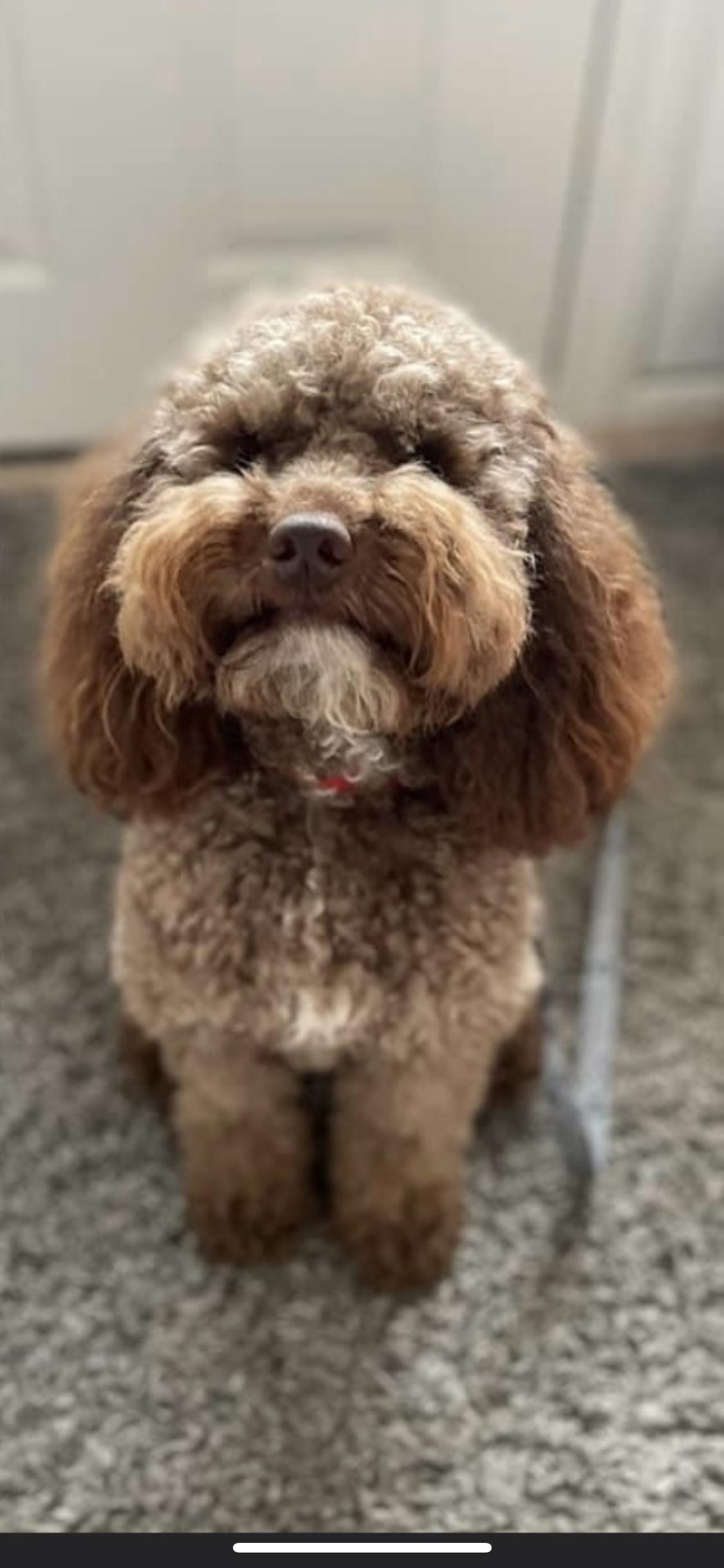 Raisingcockapoos in Virginia | Cockapoo puppies | Good Dog