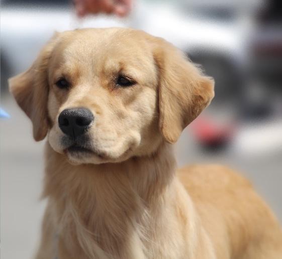 Riverstone Goldens in Pennsylvania | Golden Retriever puppies | Good Dog