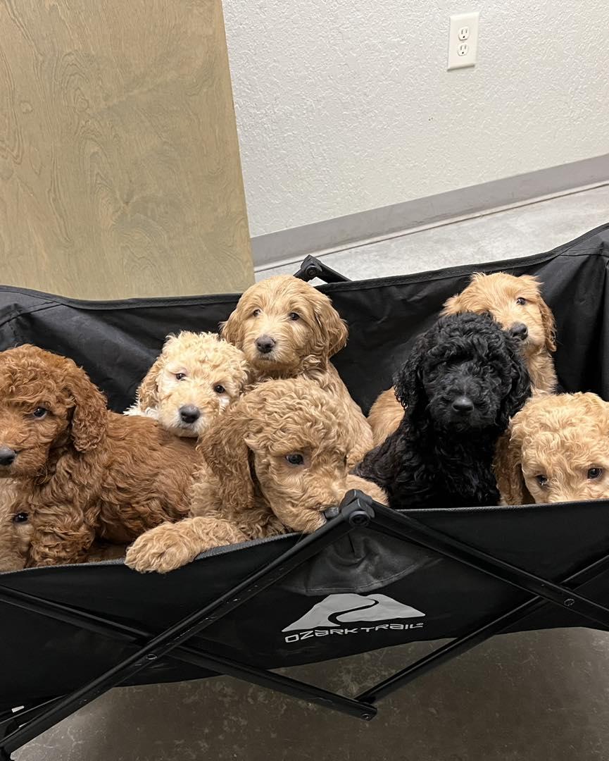 Moss Family Goldendoodles in Alabama | Goldendoodle puppies | Good Dog