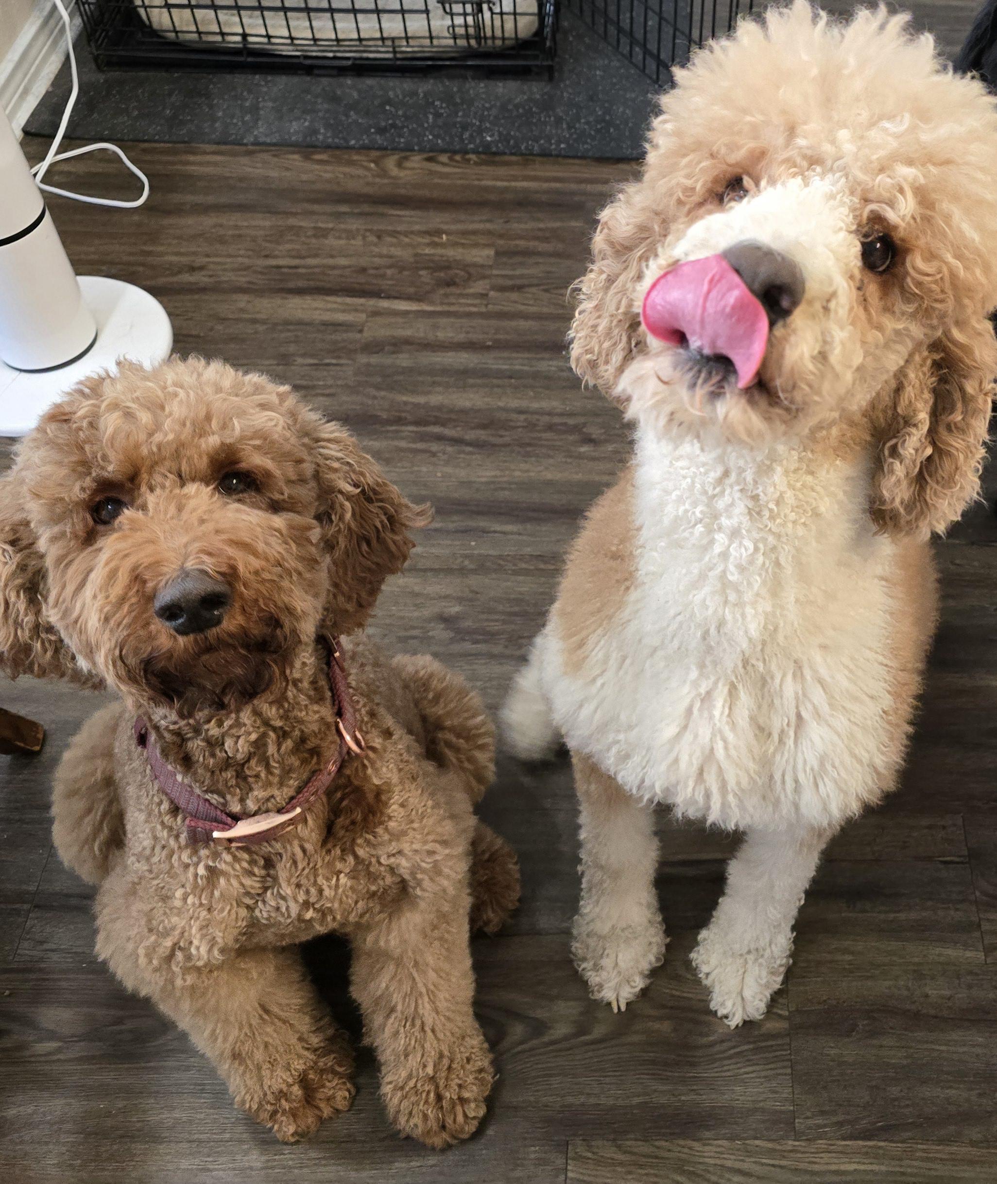 Sagebrush Labradors and Doodles in Texas | Goldendoodle puppies | Good Dog