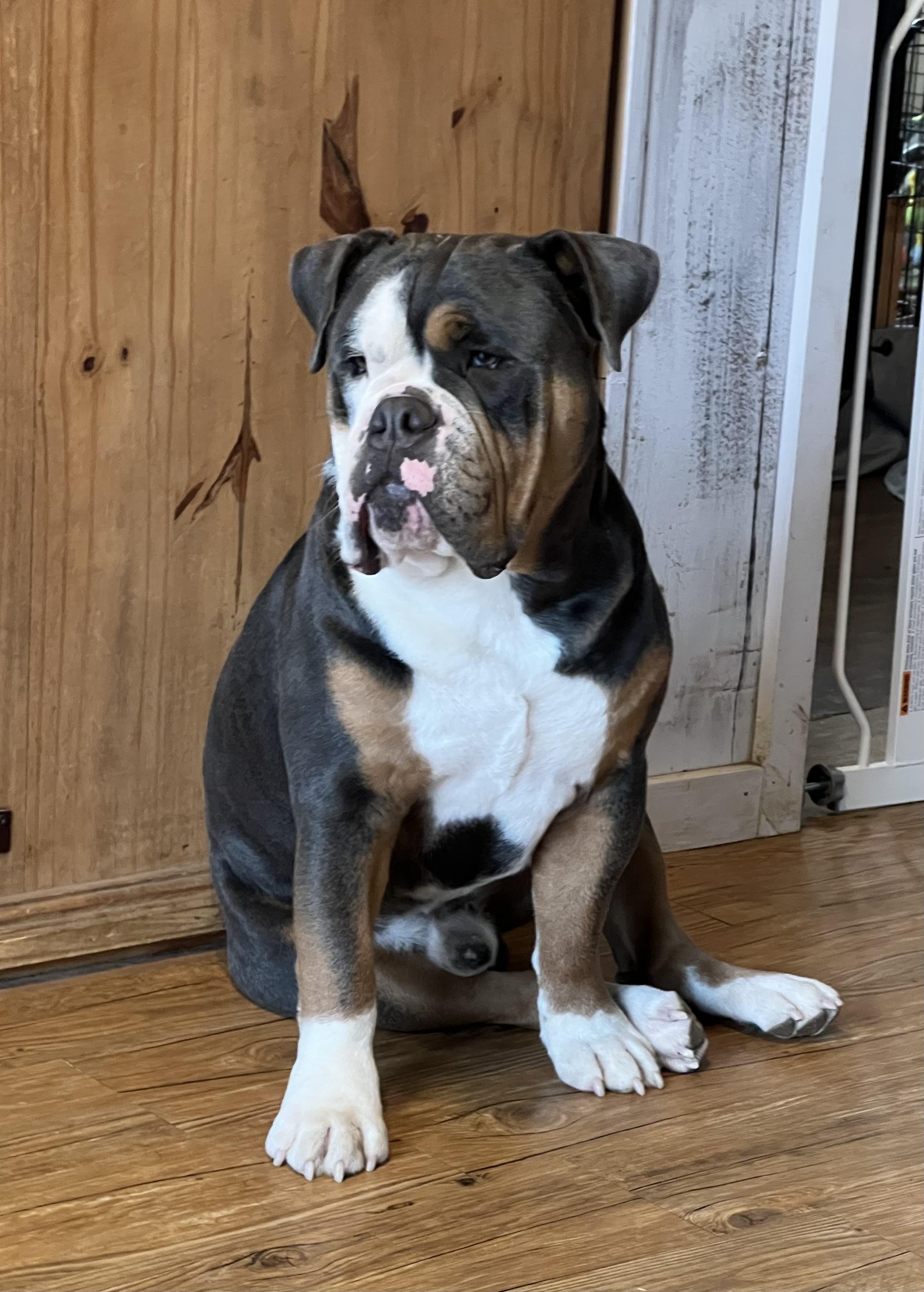 Mule Pool Olde English Bulldogges in Missouri | Australian Shepherd and ...