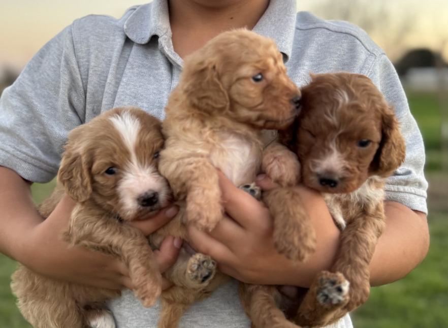 E&B in Louisiana | Cavapoo puppies | Good Dog