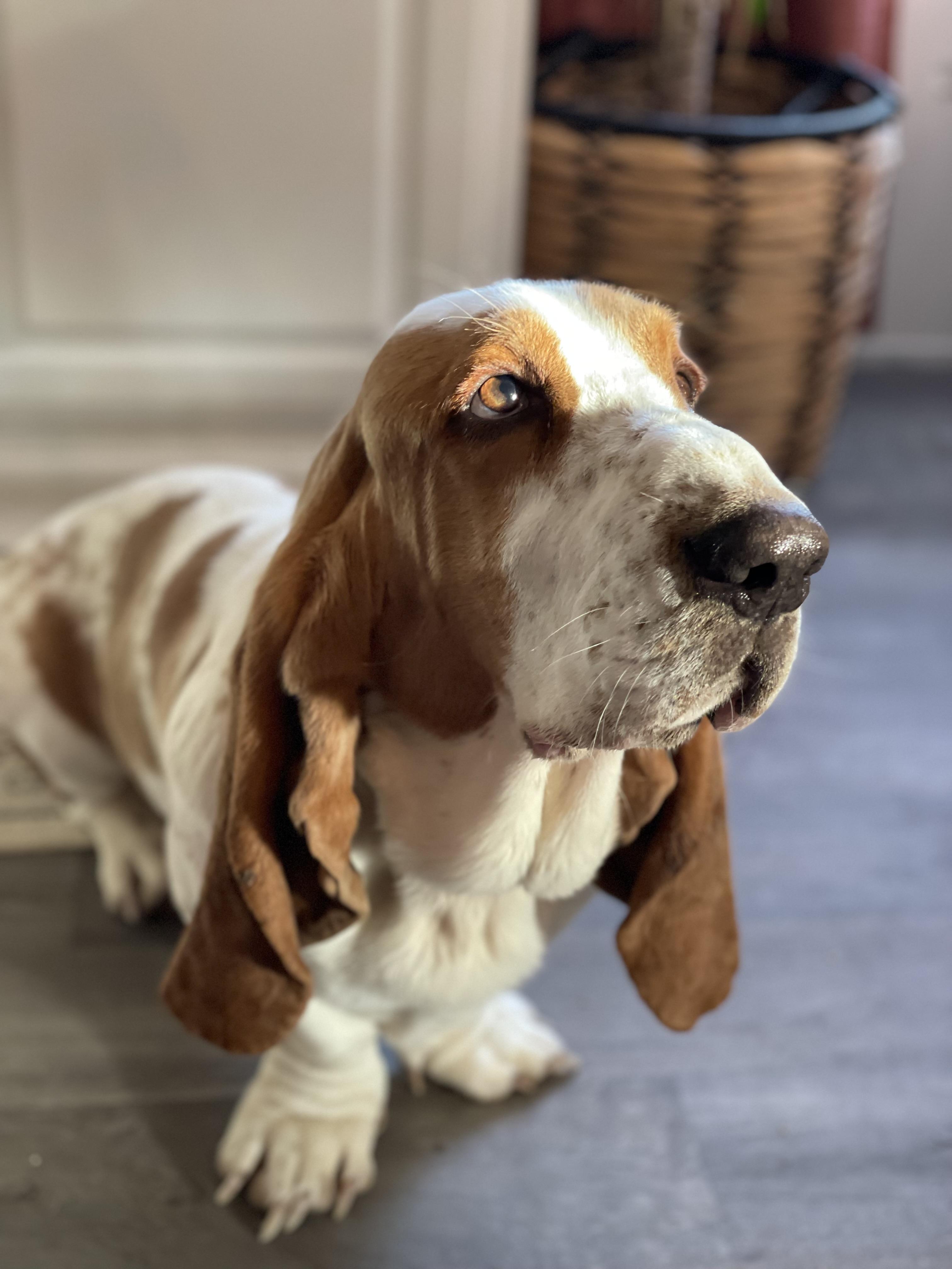 Little Patch of Heaven in Kansas | Basset Hound puppies | Good Dog