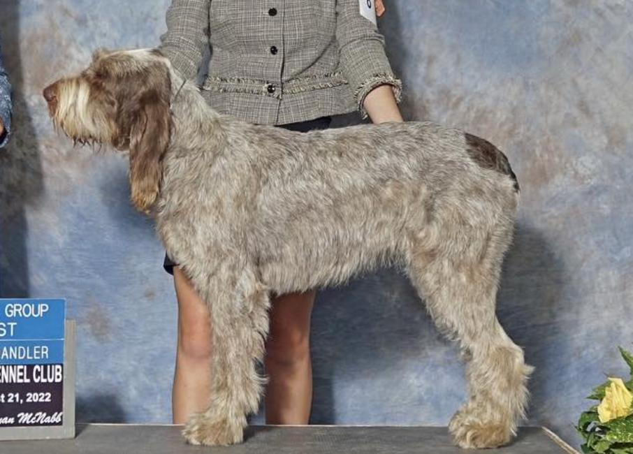 Boones Creek Spinoni in Tennessee | Spinone Italiano puppies | Good Dog