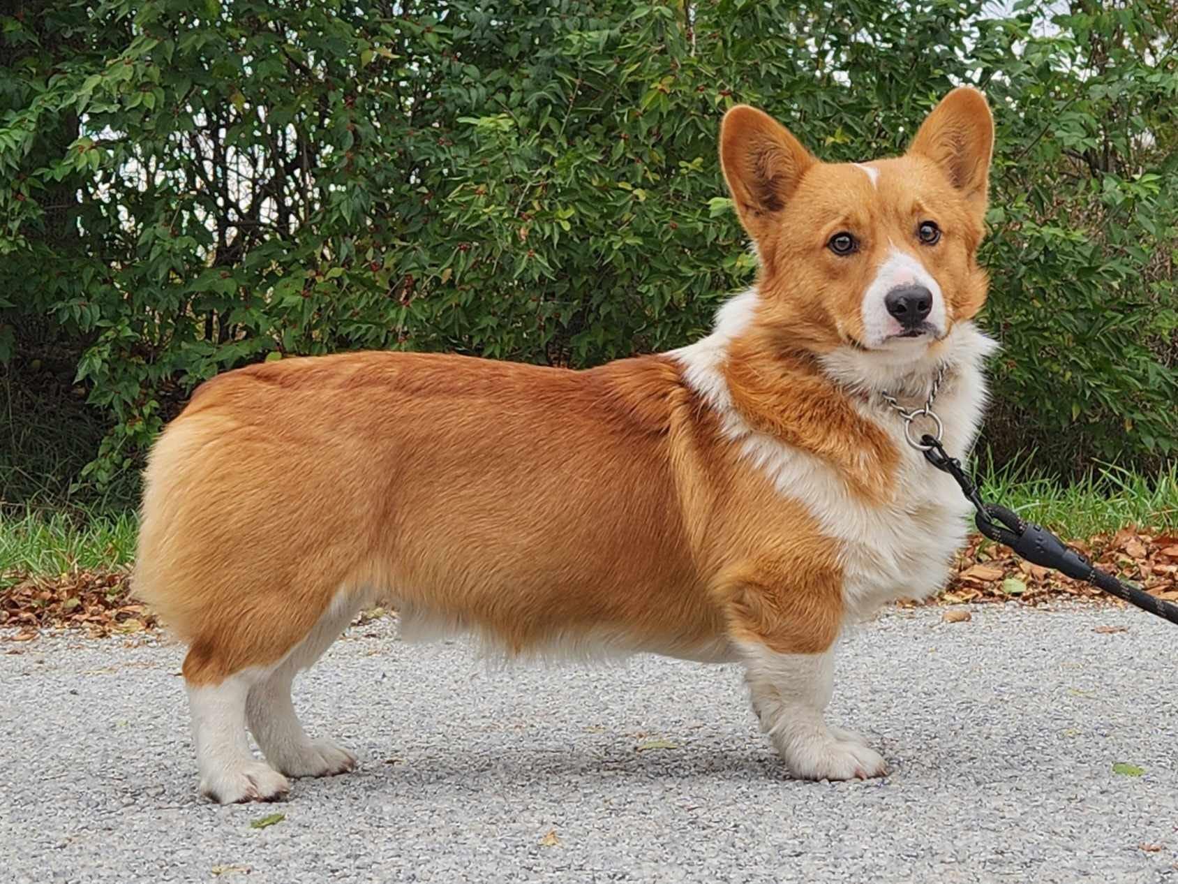 Sharand MAS and Pembroke Welsh Corgis in Indiana | Pembroke Welsh Corgi ...