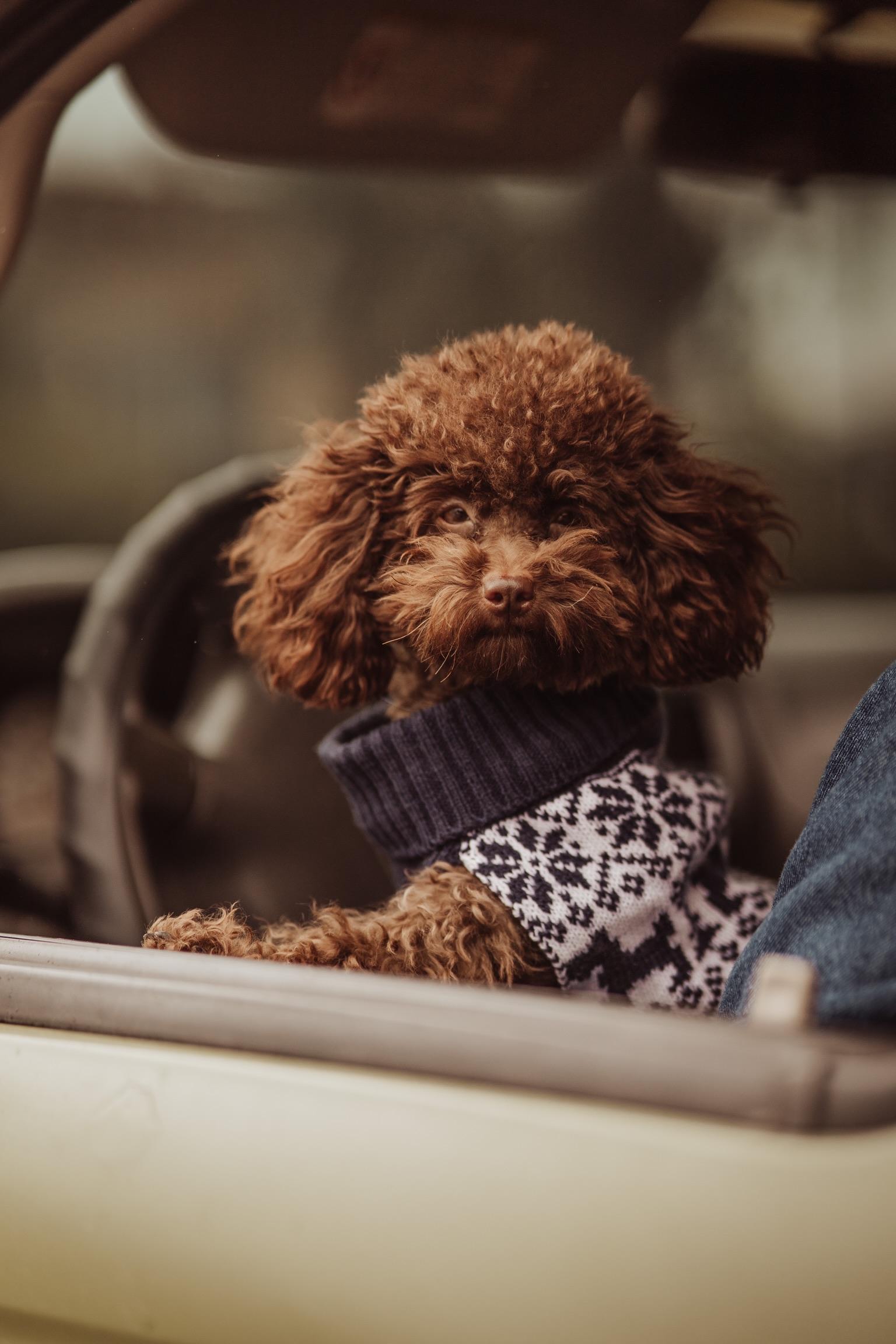Roxana's Mini Poodles in Oregon | Poodle puppies | Good Dog
