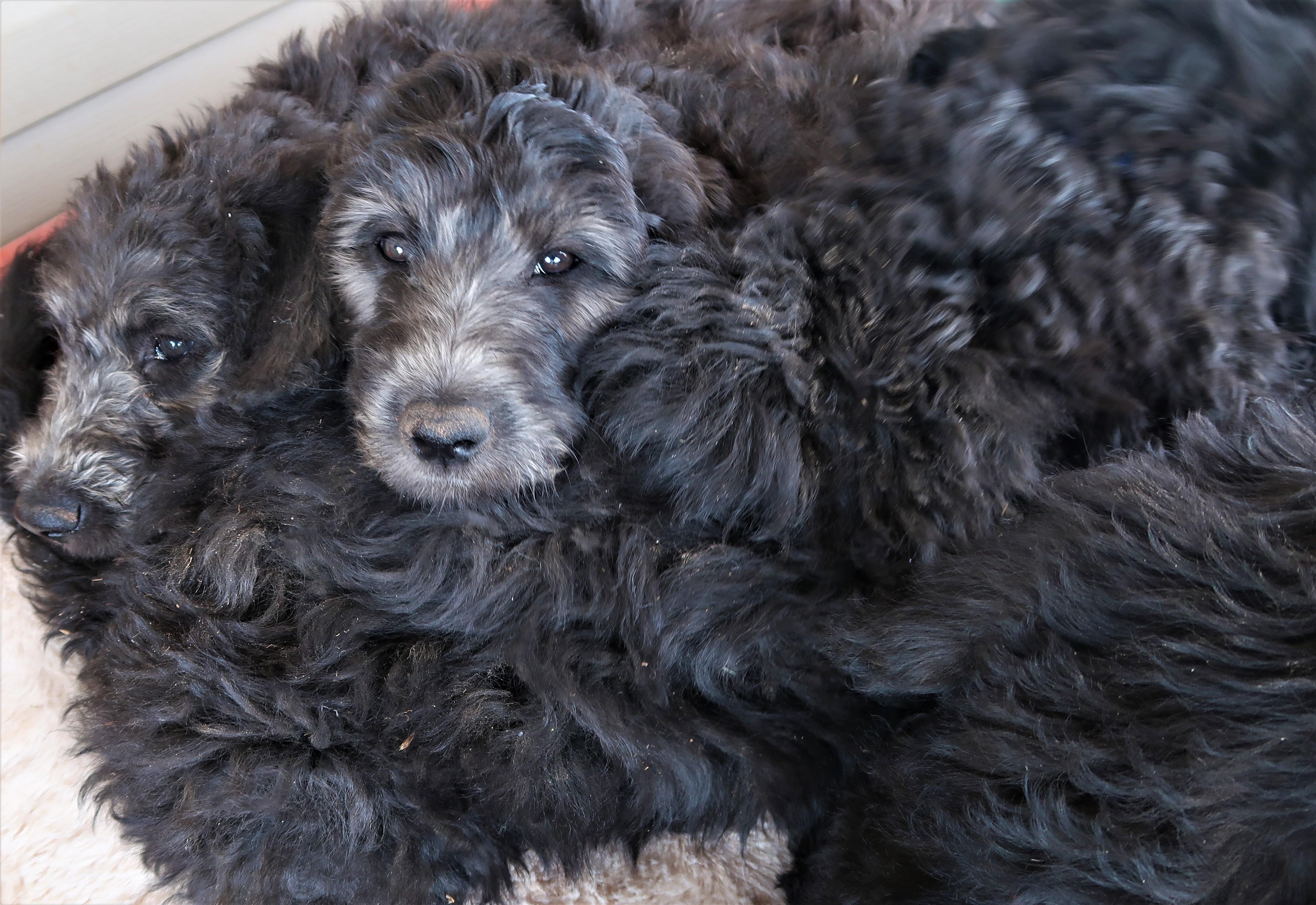 Mary's Crazy Double Doodle Doggies in Utah | Labradoodle and Double ...