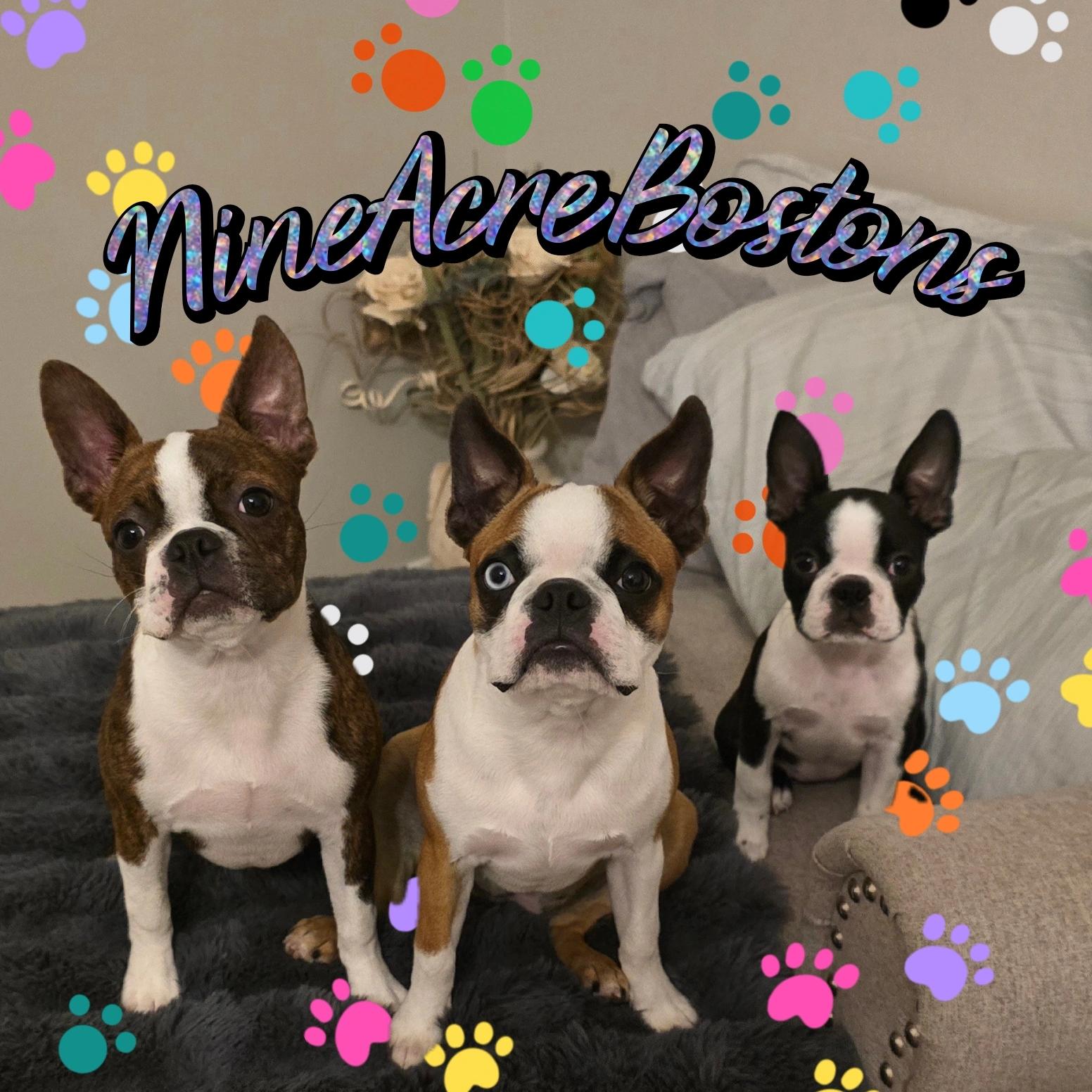 Nine Acre Boston's in Mississippi | Boston Terrier puppies | Good Dog