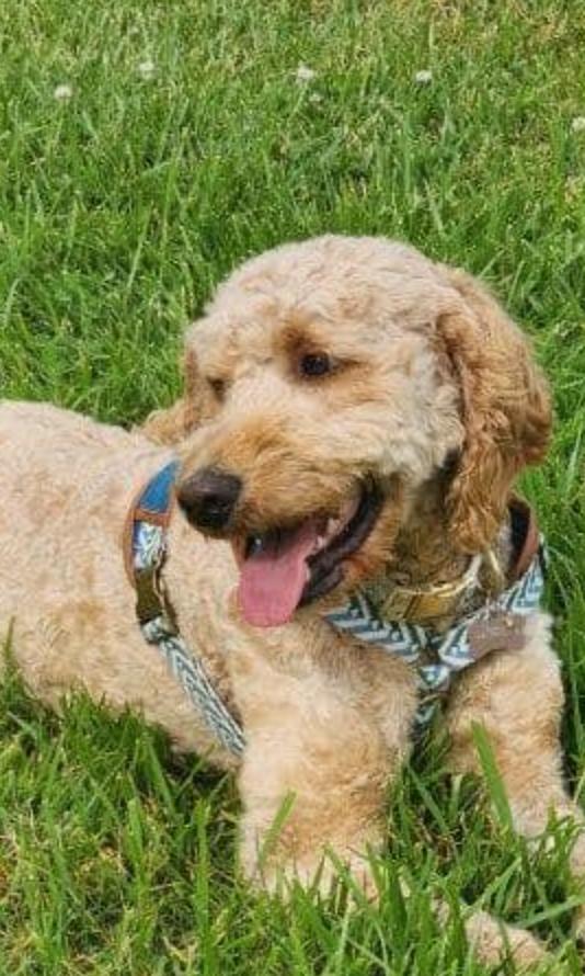 Hampton Blu Doodles in Virginia | Goldendoodle puppies | Good Dog