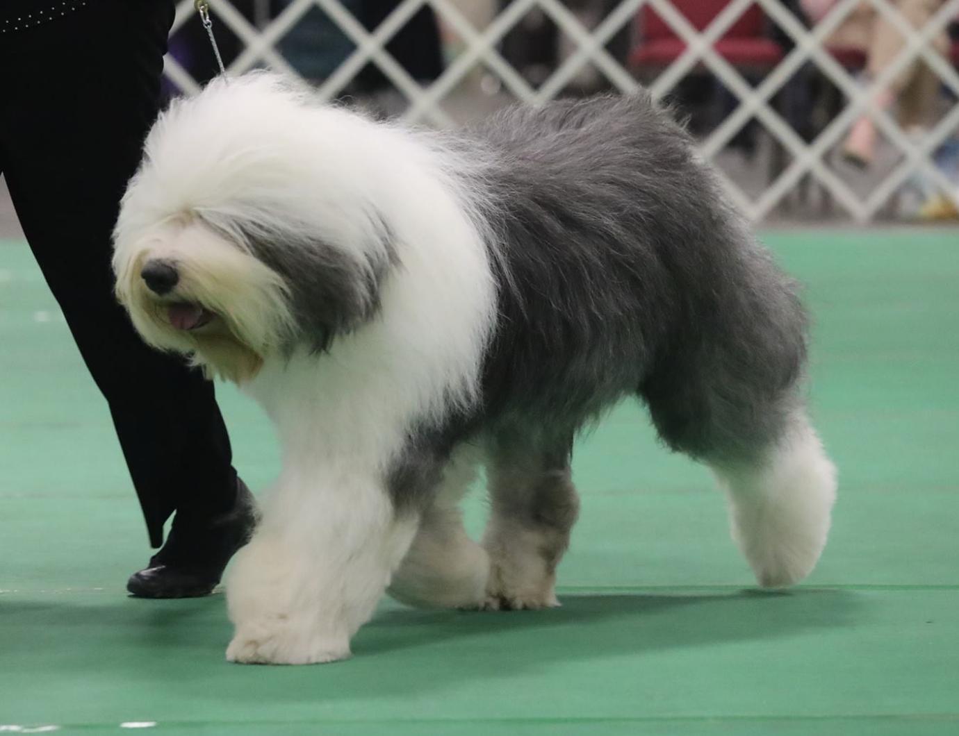 Cheshire Old English Sheepdogs in Oregon | Old English Sheepdog puppies ...