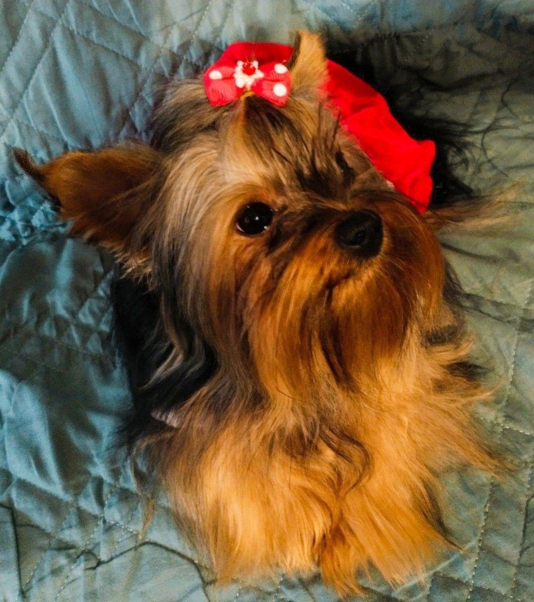 Richard's Yorkies in Idaho | Yorkshire Terrier puppies | Good Dog