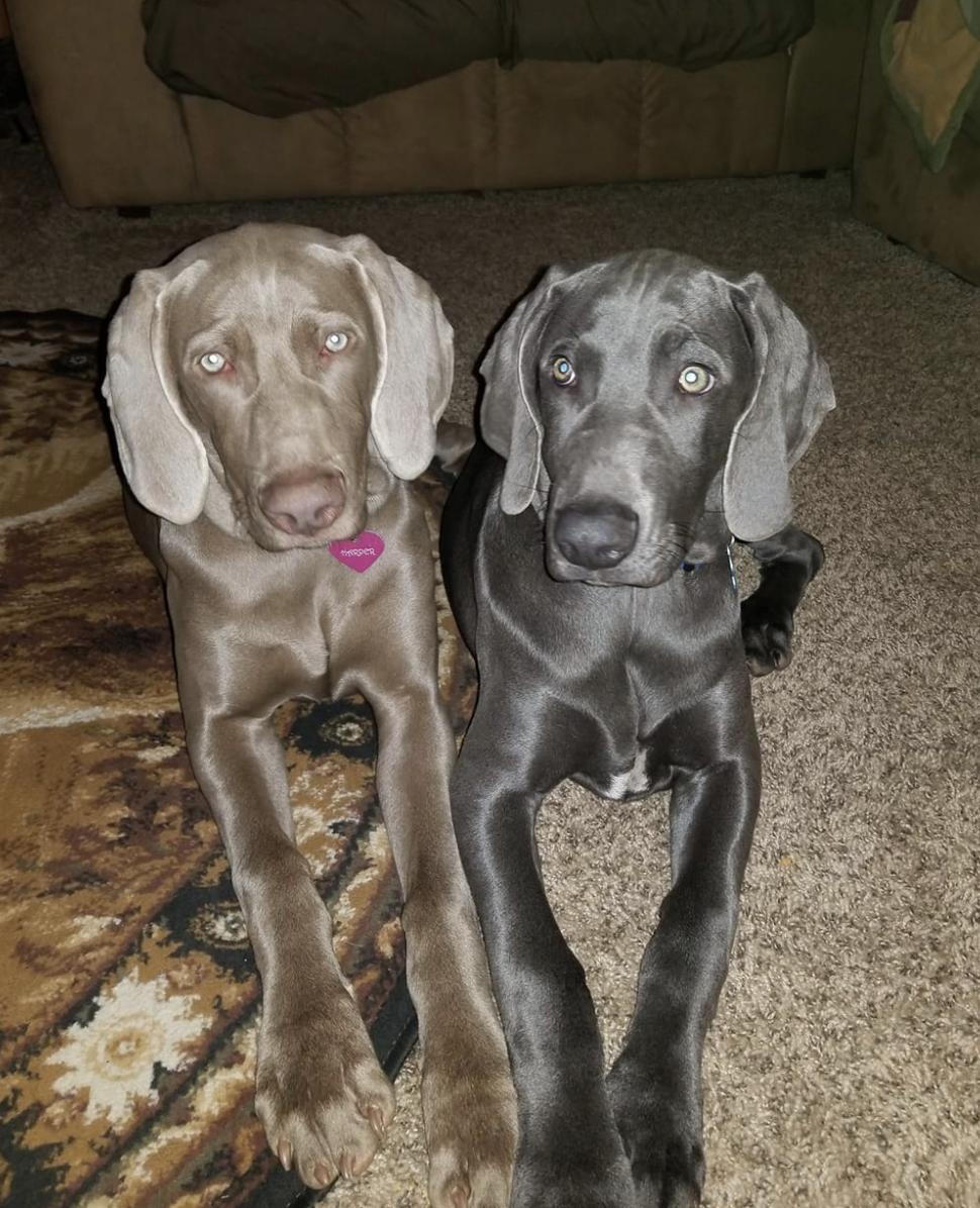 Dixon Weimaraner in Pennsylvania | Weimaraner puppies | Good Dog