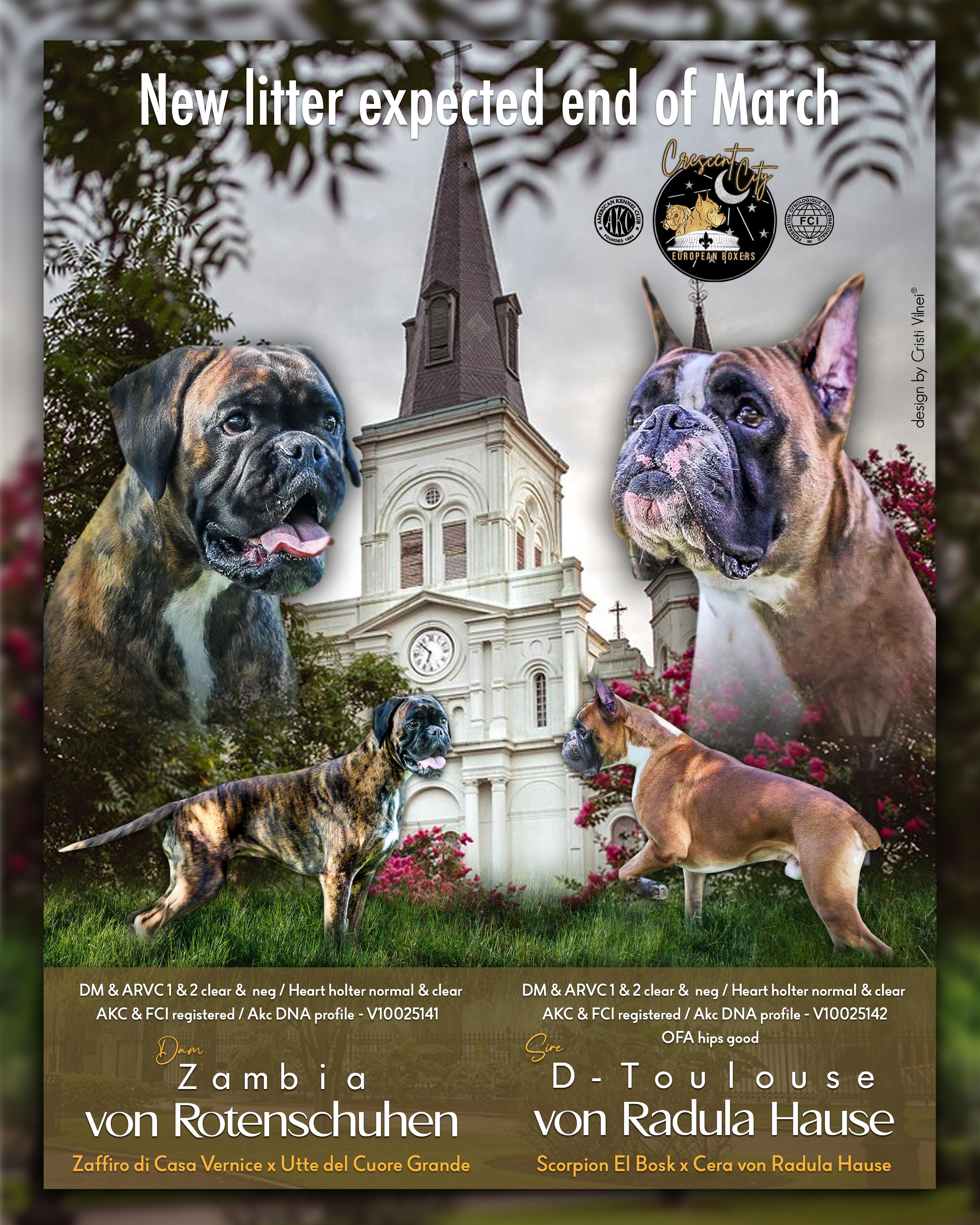 Crescent City European Boxers in Louisiana | Boxer puppies | Good Dog