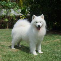 Pacific Mist Samoyeds in Hawaii | Samoyed puppies | Good Dog