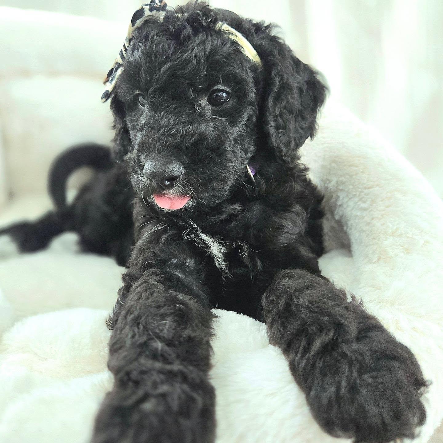 Hopes Angels Mini Doodles in Washington | Golden Mountain Doodle ...