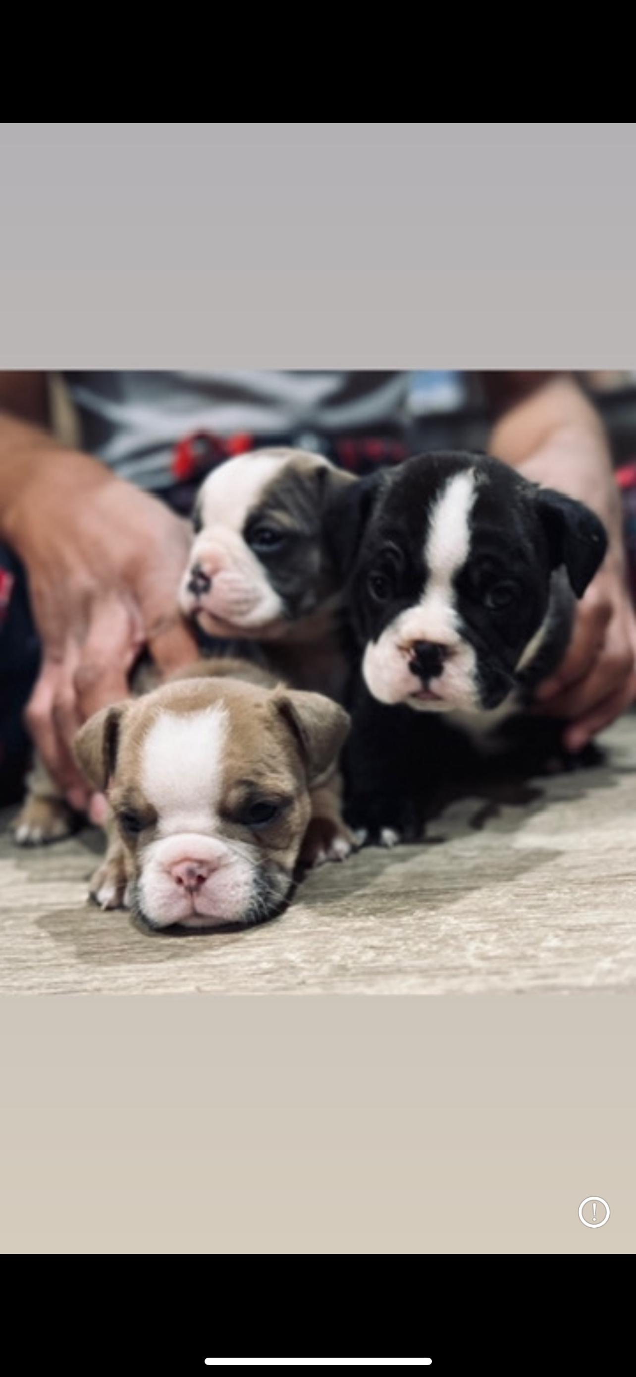Lulu’s EB Babies in Texas | Bulldog puppies | Good Dog