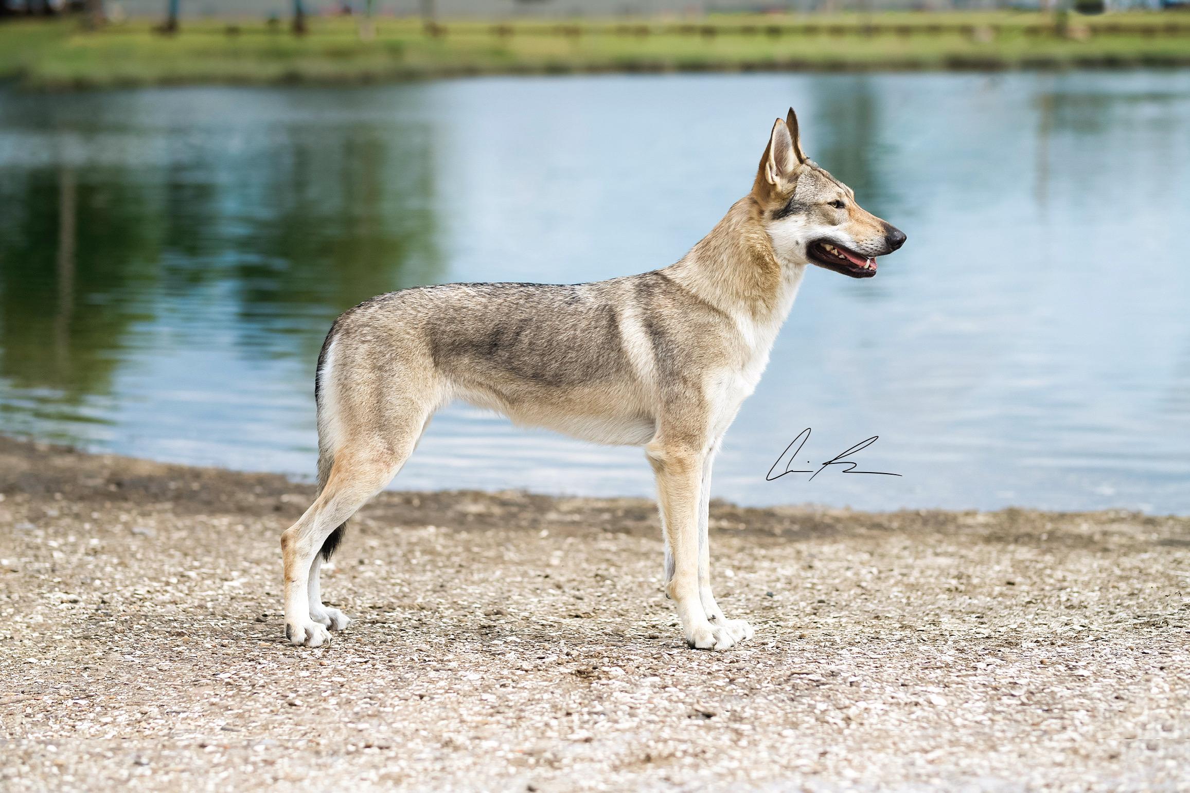 Vormir Czechoslovakian Vlcak in New York | Czechoslovakian Vlcak ...