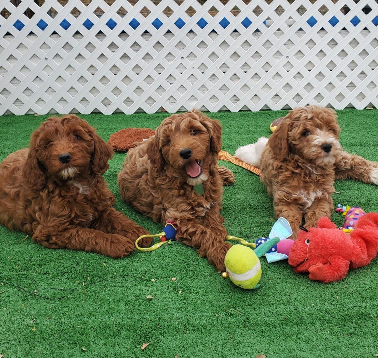 Sunshine Sanctuary Doodles in California | Cockapoo and Goldendoodle ...