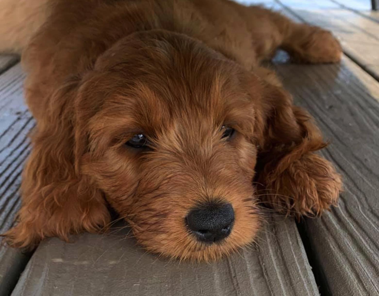 Davison Doodles in Michigan | Goldendoodle puppies | Good Dog