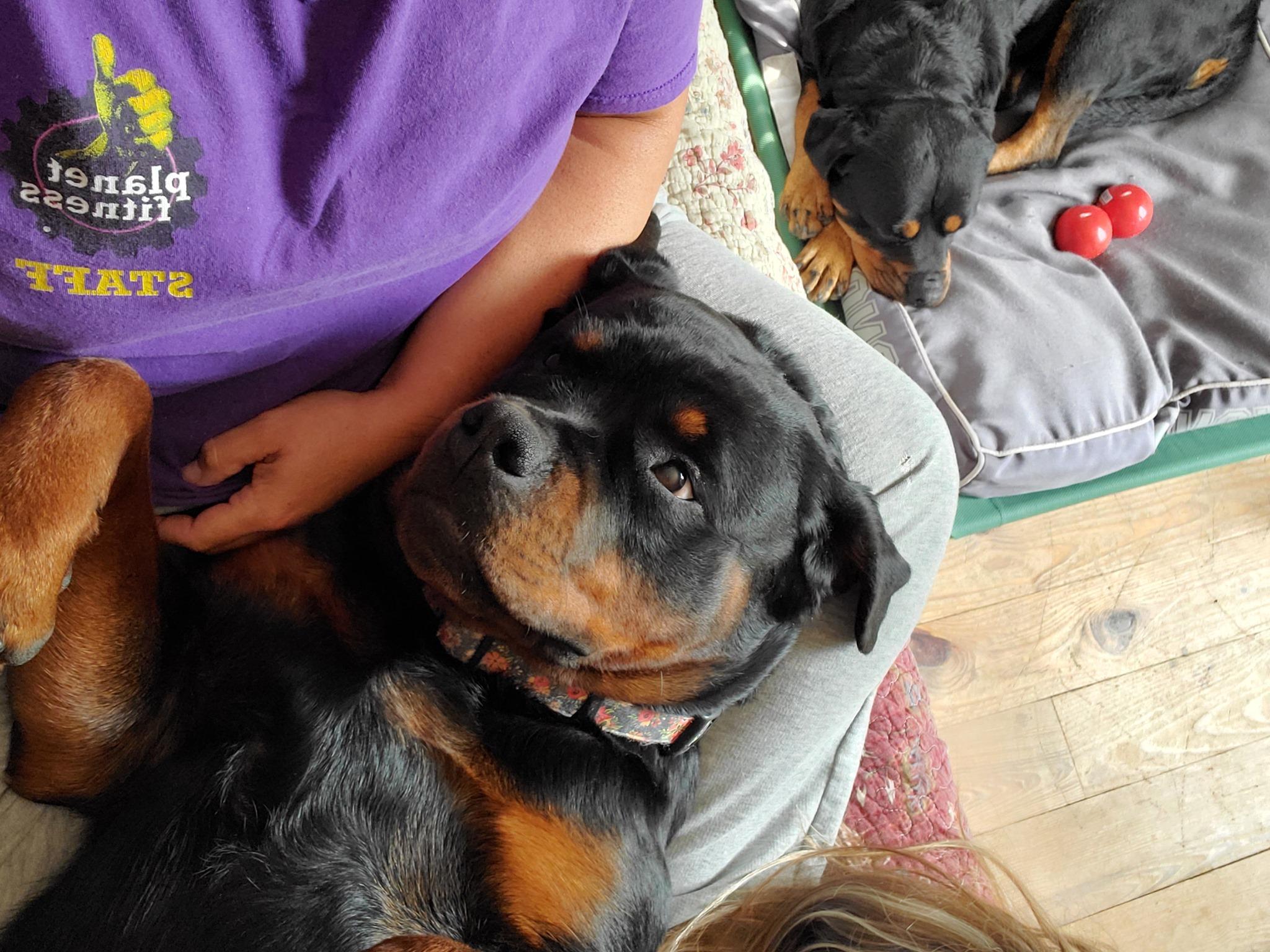 Van Beneden Rottweilers in Kentucky | Rottweiler puppies | Good Dog