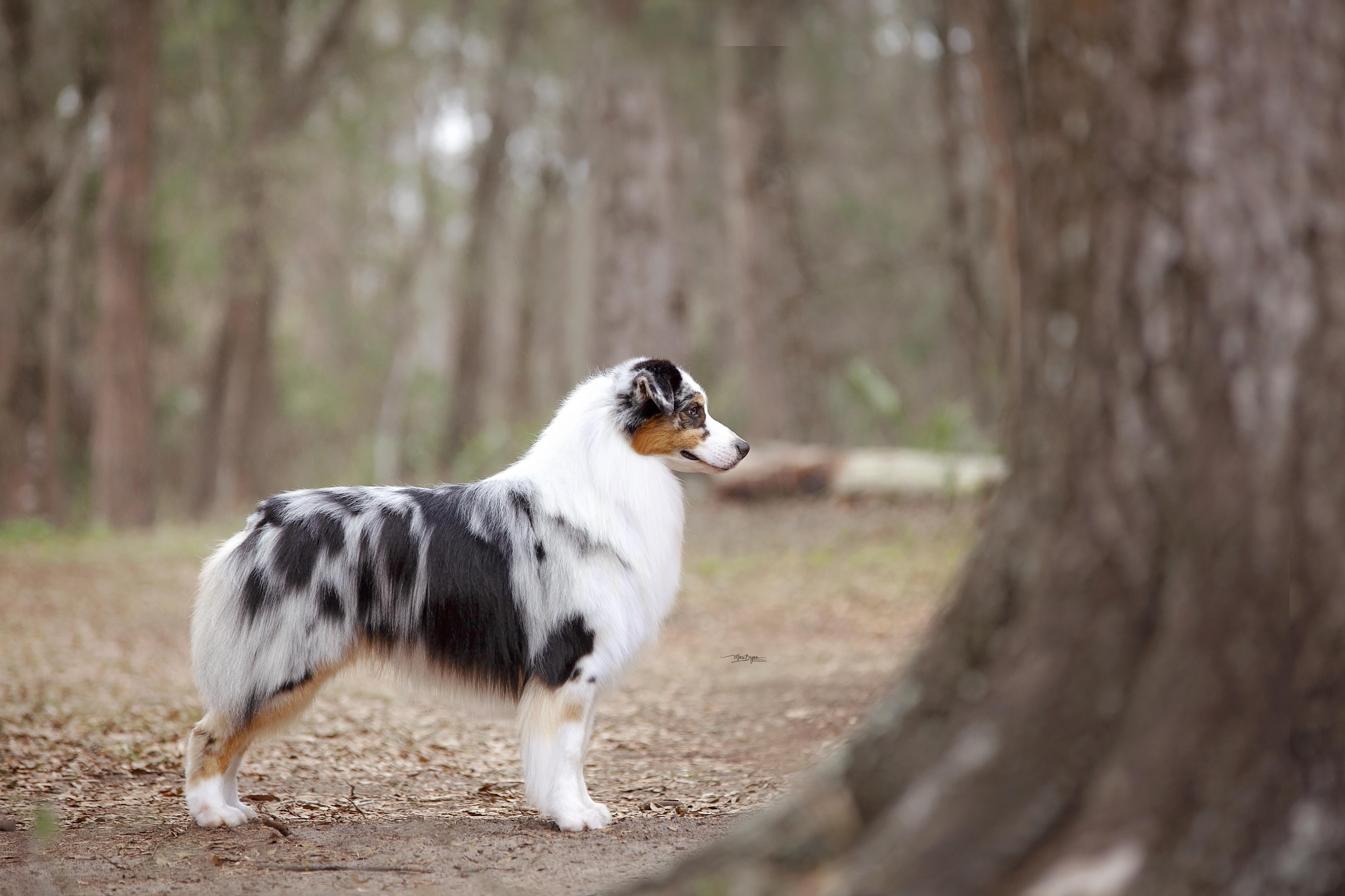 Zerlahn in Minnesota | Australian Shepherd puppies | Good Dog