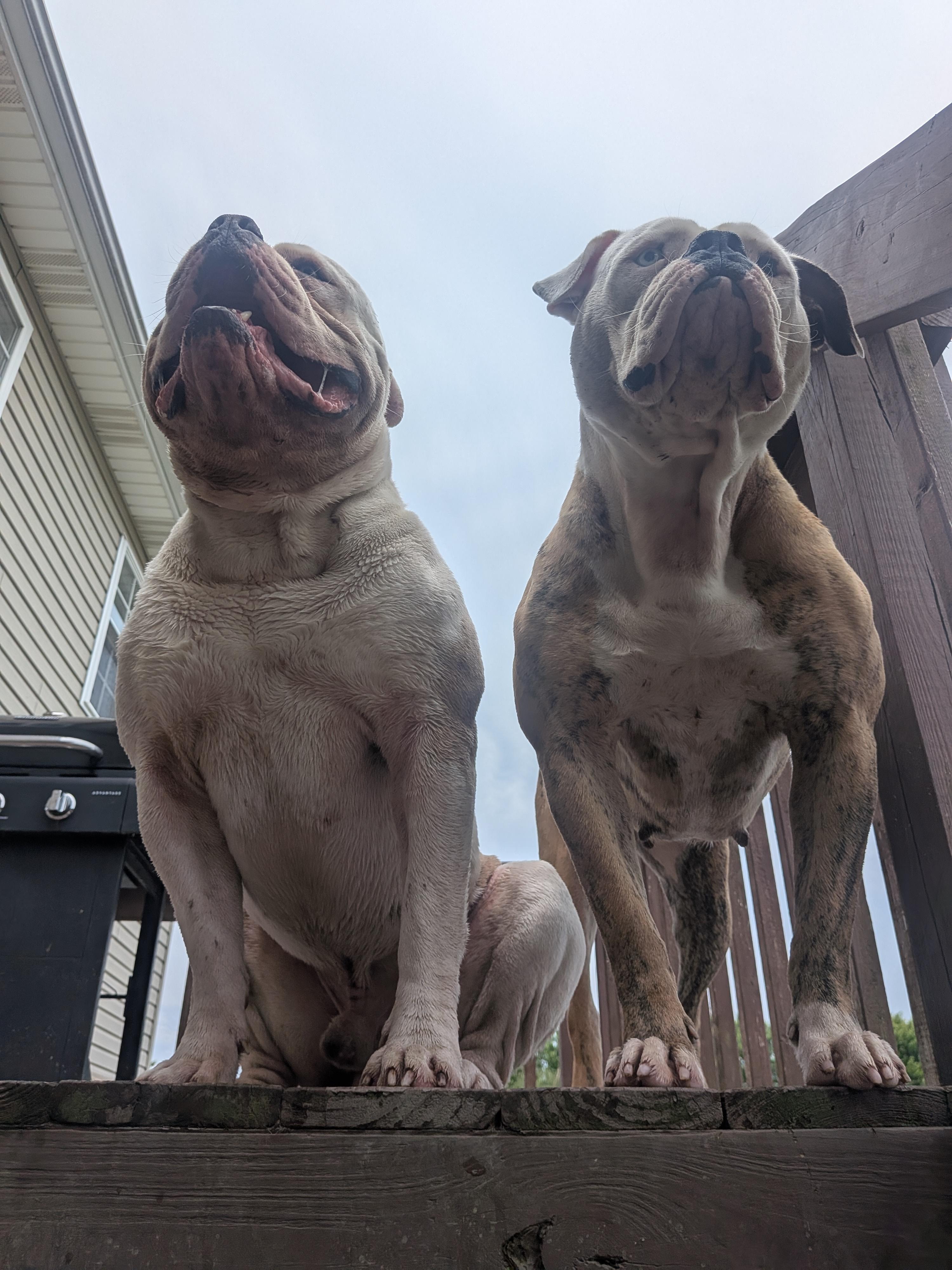 Elijah's American Bulldogs LLC in Pennsylvania | American Bulldog ...