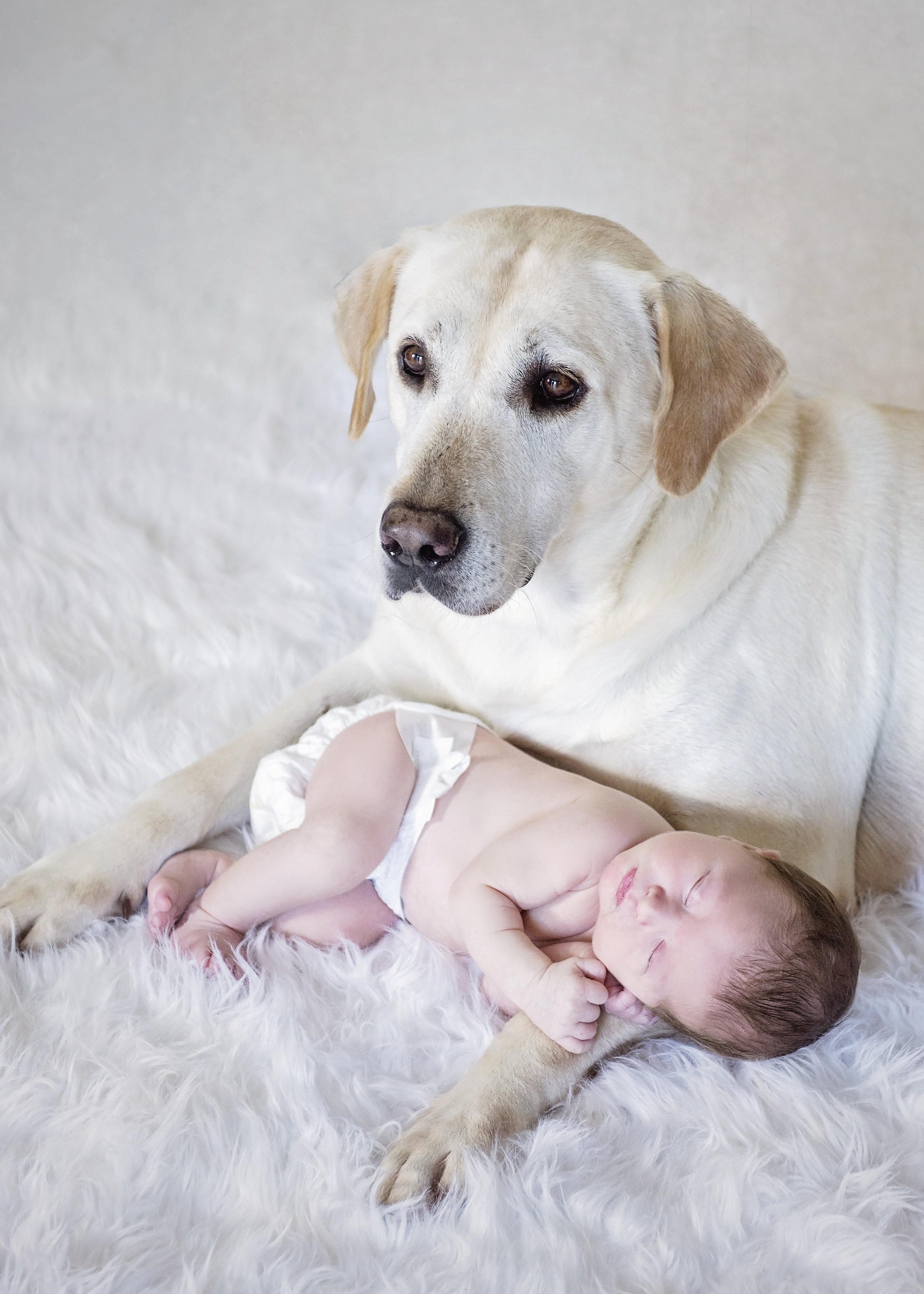 Soggy Bottom Retrievers in Texas | Labrador Retriever puppies | Good Dog