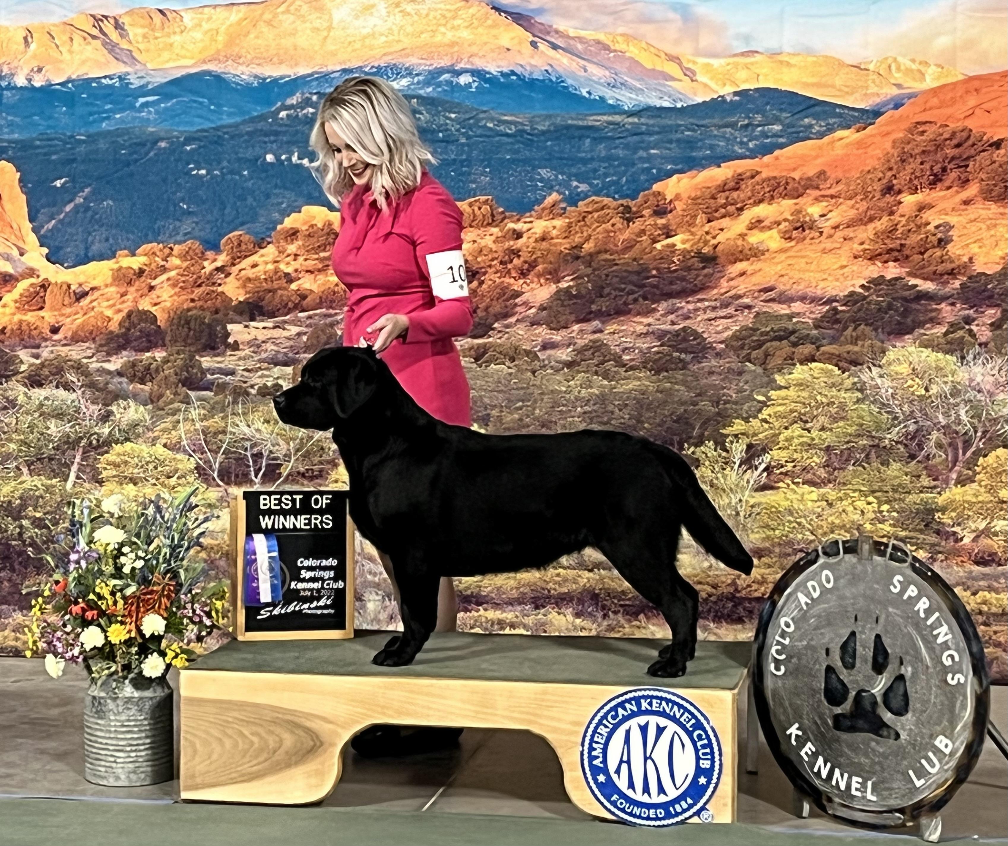 Armory Labradors in Colorado | Labrador Retriever puppies | Good Dog