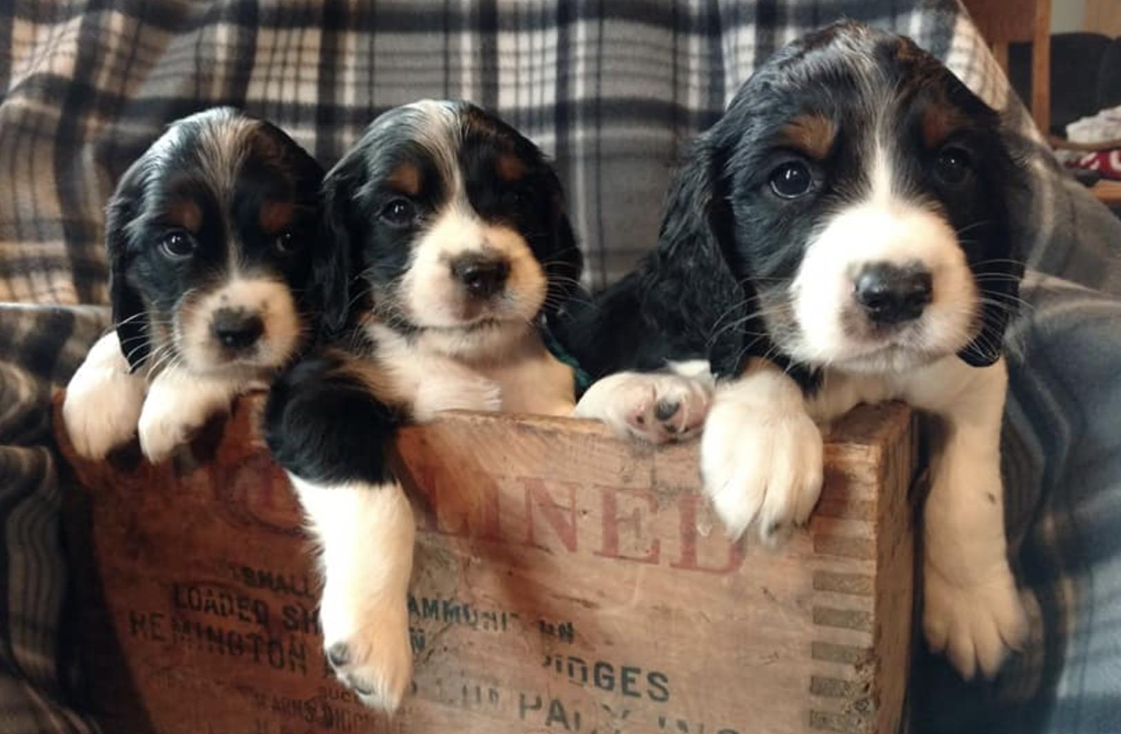 Blazingstar Springers in Minnesota | English Springer Spaniel puppies ...