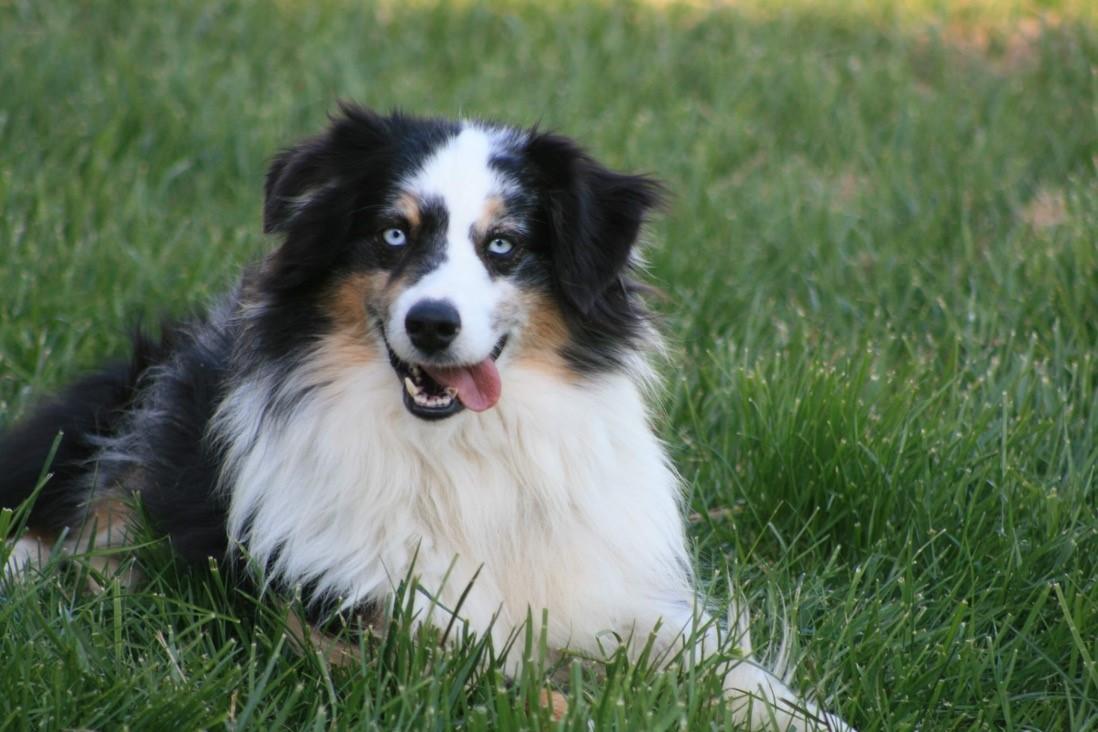 Sequoia's Lil' Aussies in California | Miniature Australian Shepherd ...