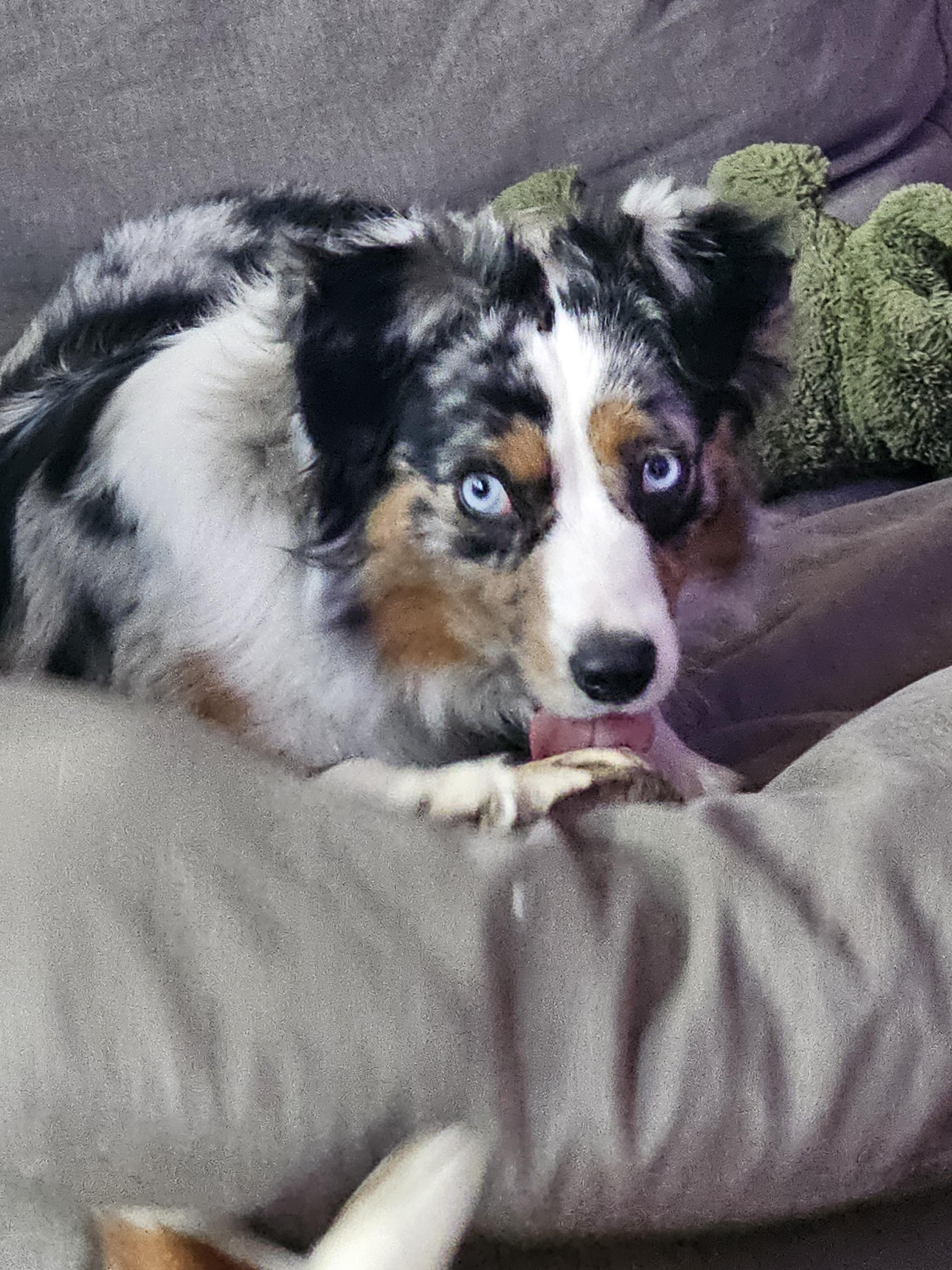 Flatrock's Mini American Shepherd's in Connecticut | Miniature American ...