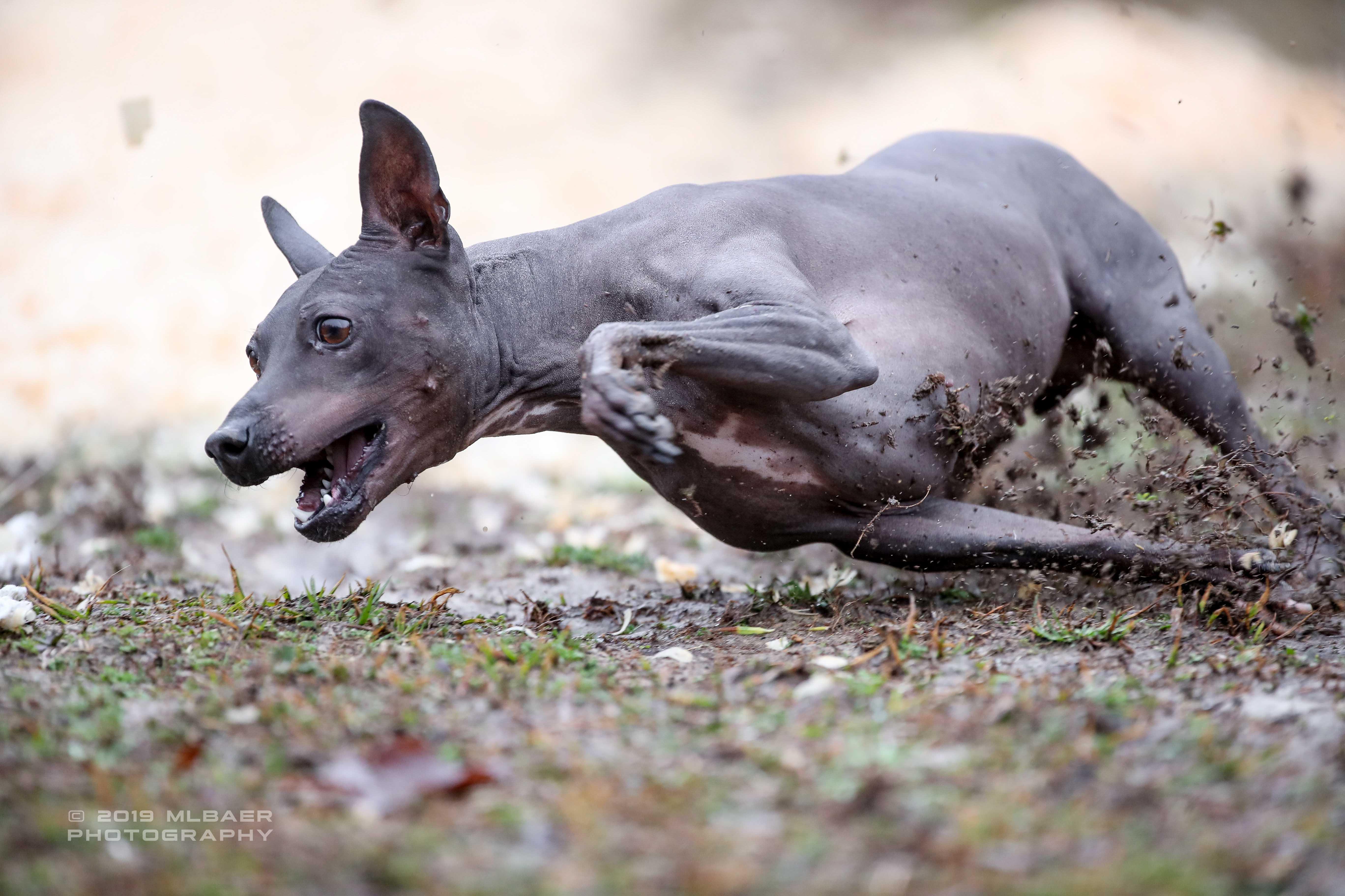 Rensai Kennels in Virginia | American Hairless Terrier and Flat-Coated ...
