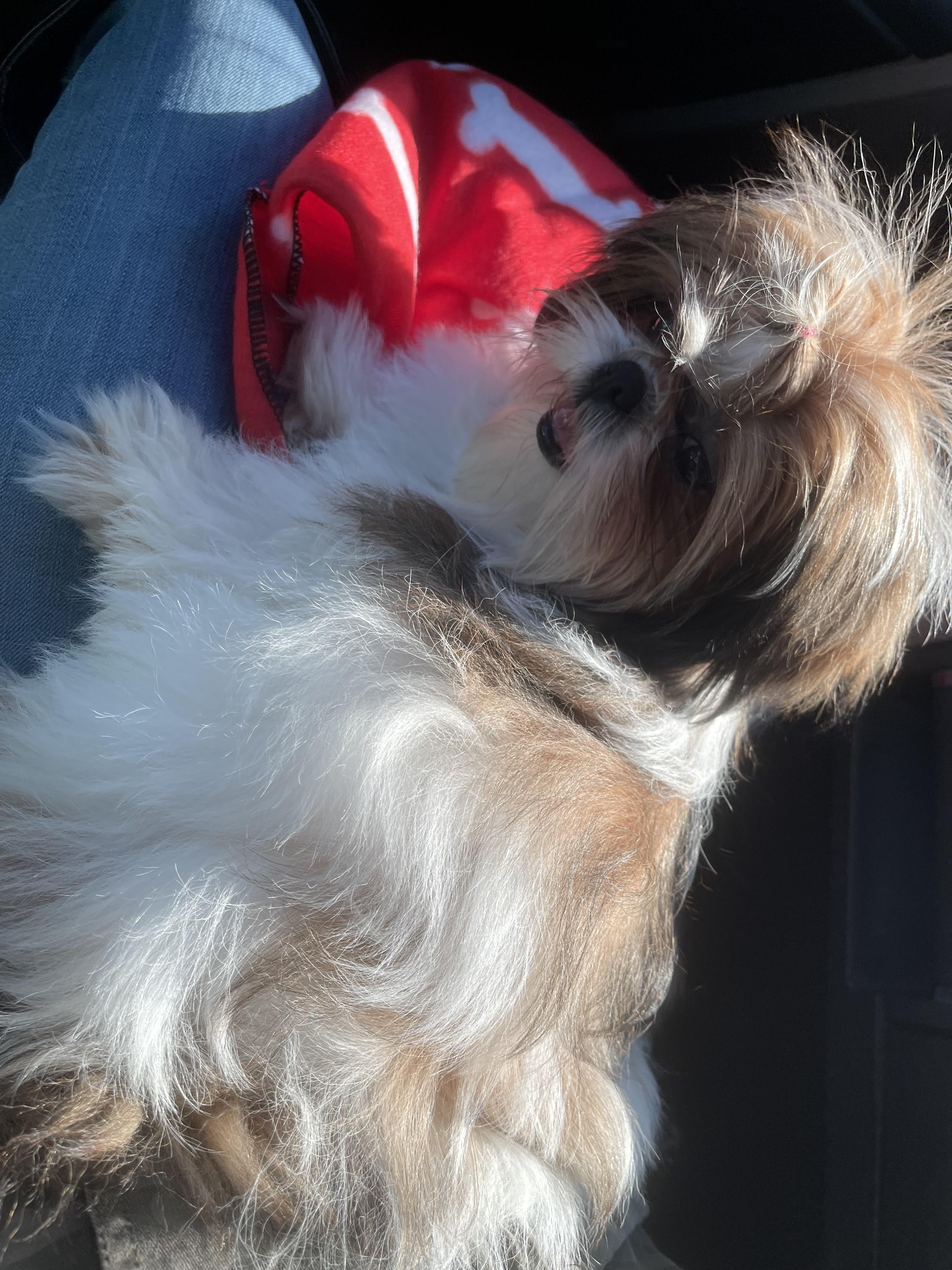 Polly Pockets Imperial Shih Tzu’s in Oregon | Shih Tzu puppies | Good Dog