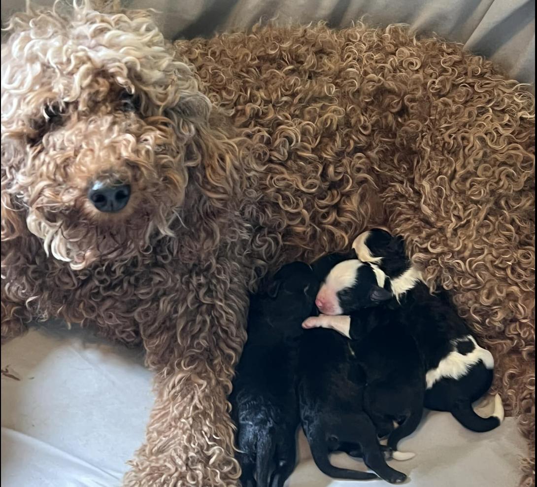 Shara’s Sheepadoodles in Texas | Sheepadoodle puppies | Good Dog