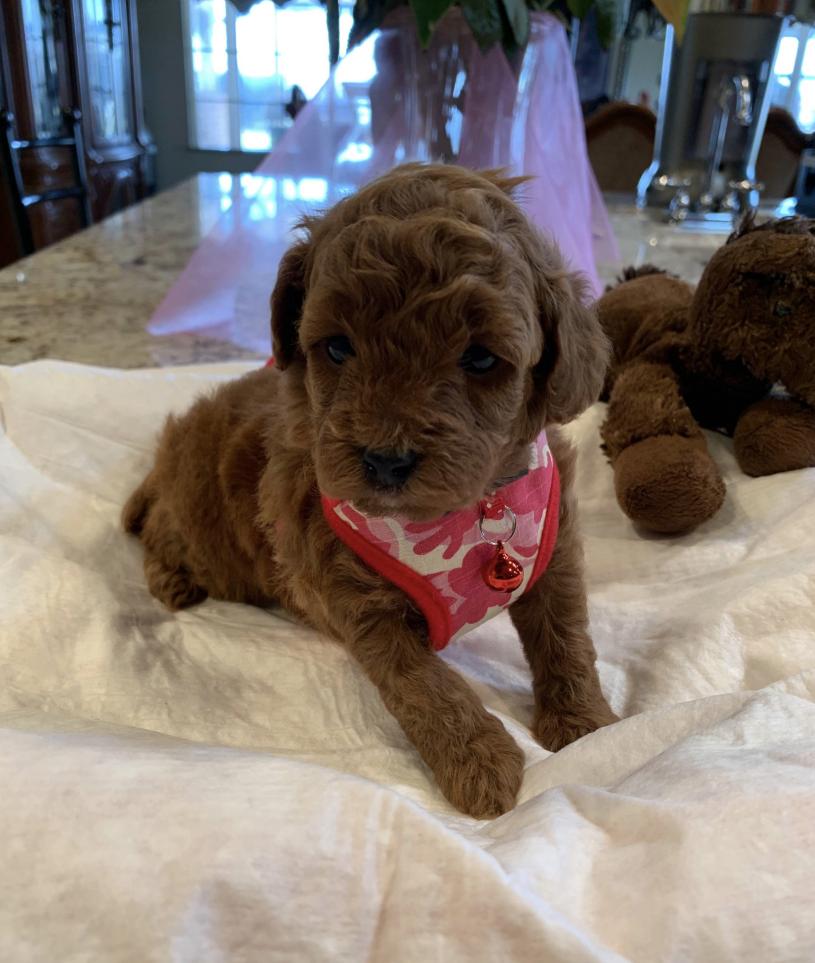 Mary Gorgeous Poodles in California | Poodle puppies | Good Dog