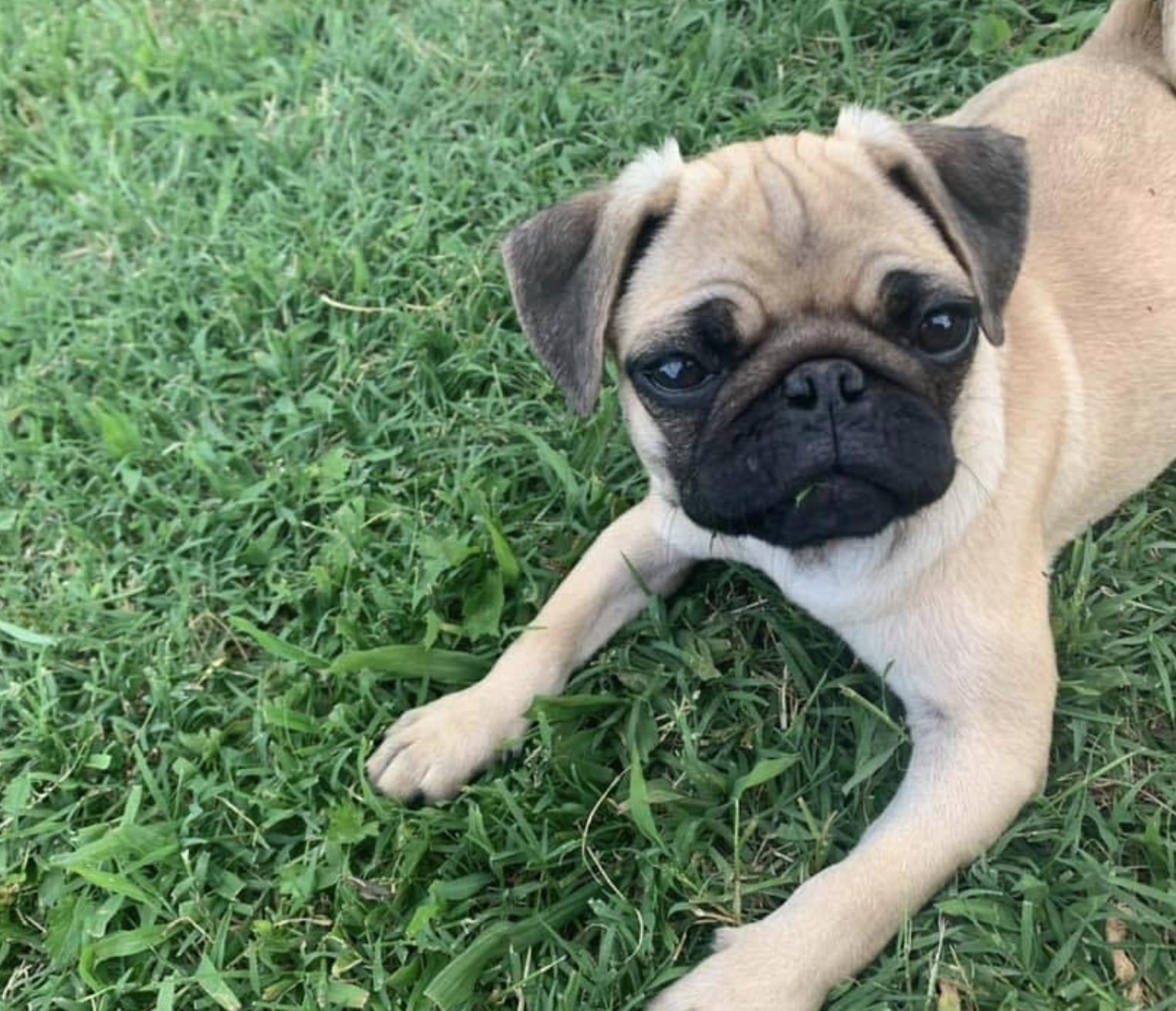 Grumble Cafe in Tennessee | Pug puppies | Good Dog