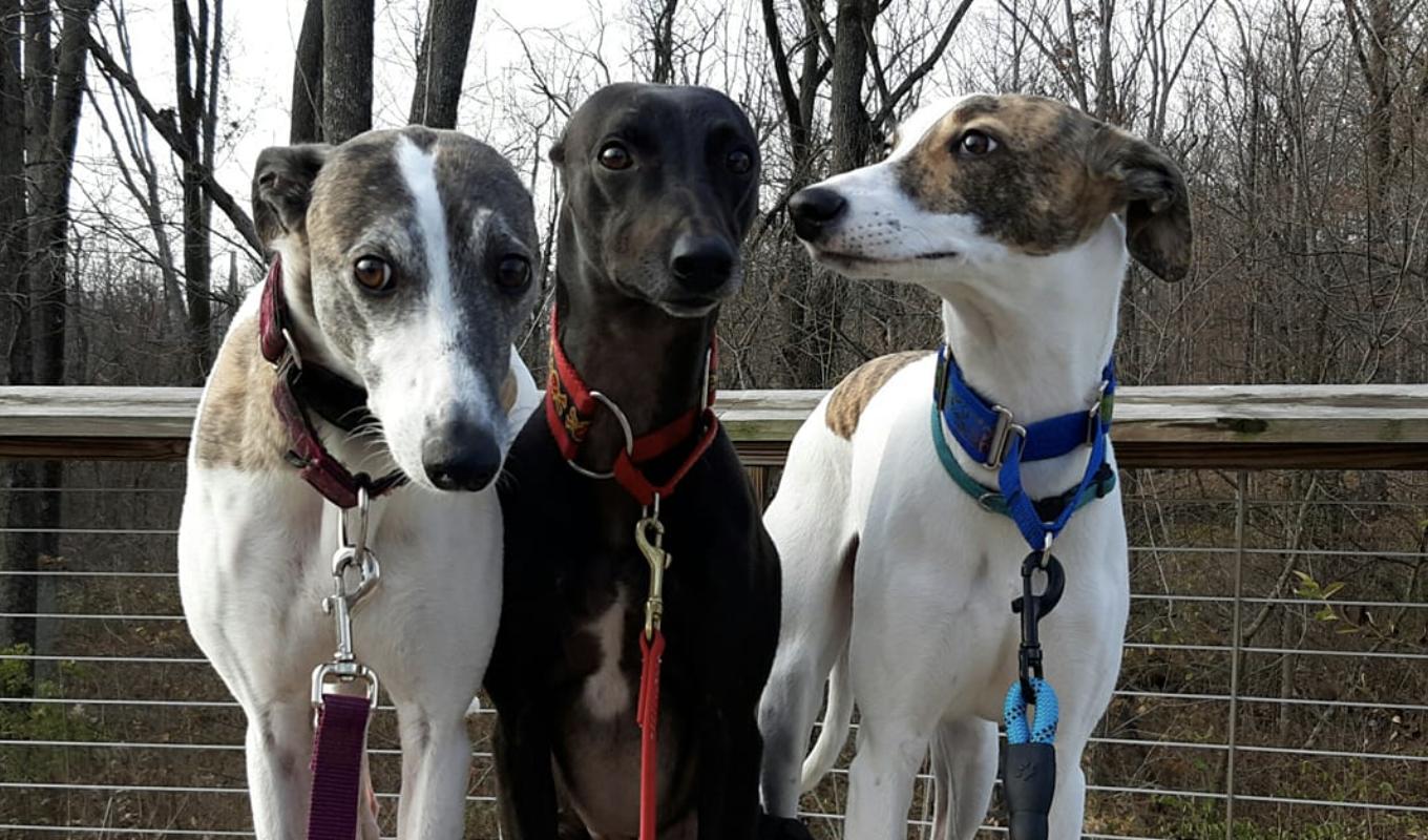 WildAbout in Indiana | Whippet puppies | Good Dog