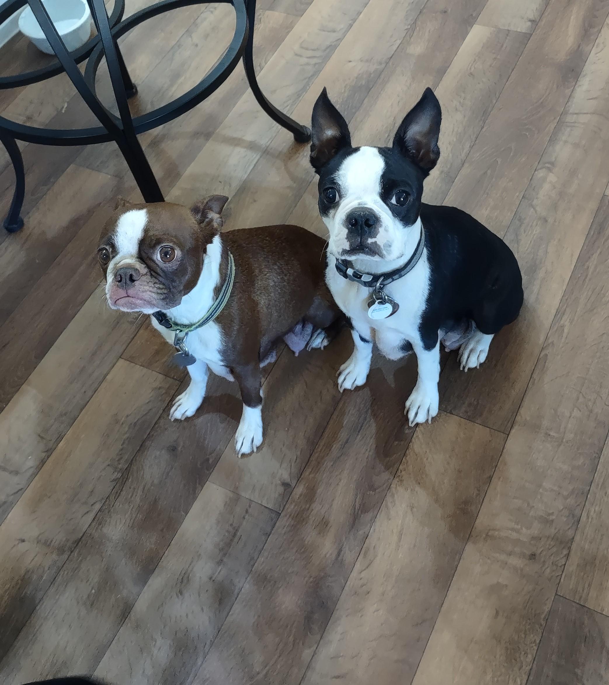 Lehi Valley Boston Terriers in Arizona | Boston Terrier puppies | Good Dog
