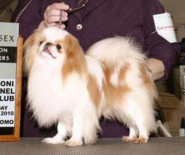 Ni Kokoro Japanese Chin in North Carolina | Japanese Chin puppies ...