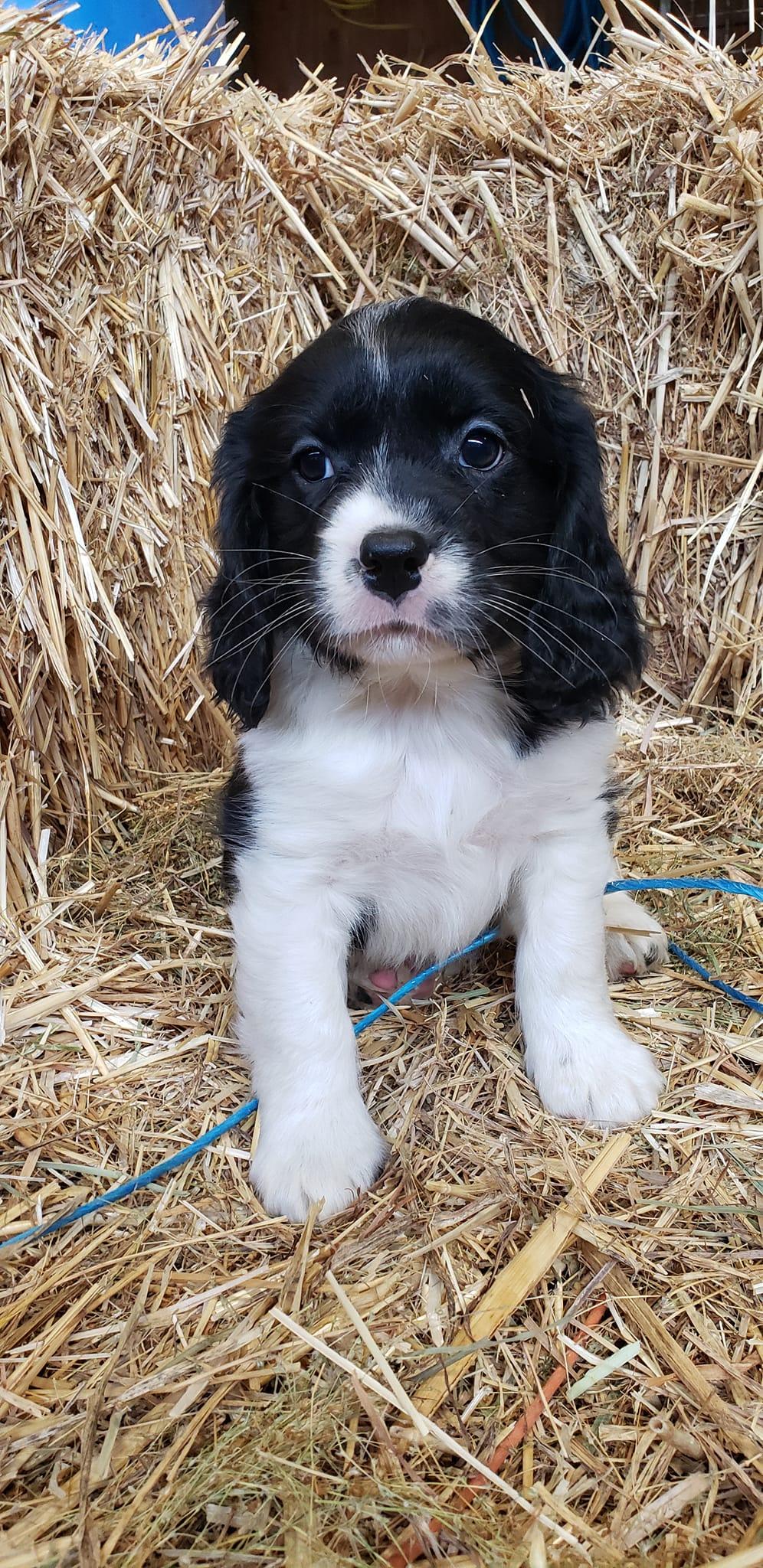 Signature Spaniels in Washington | Companion Cross puppies | Good Dog