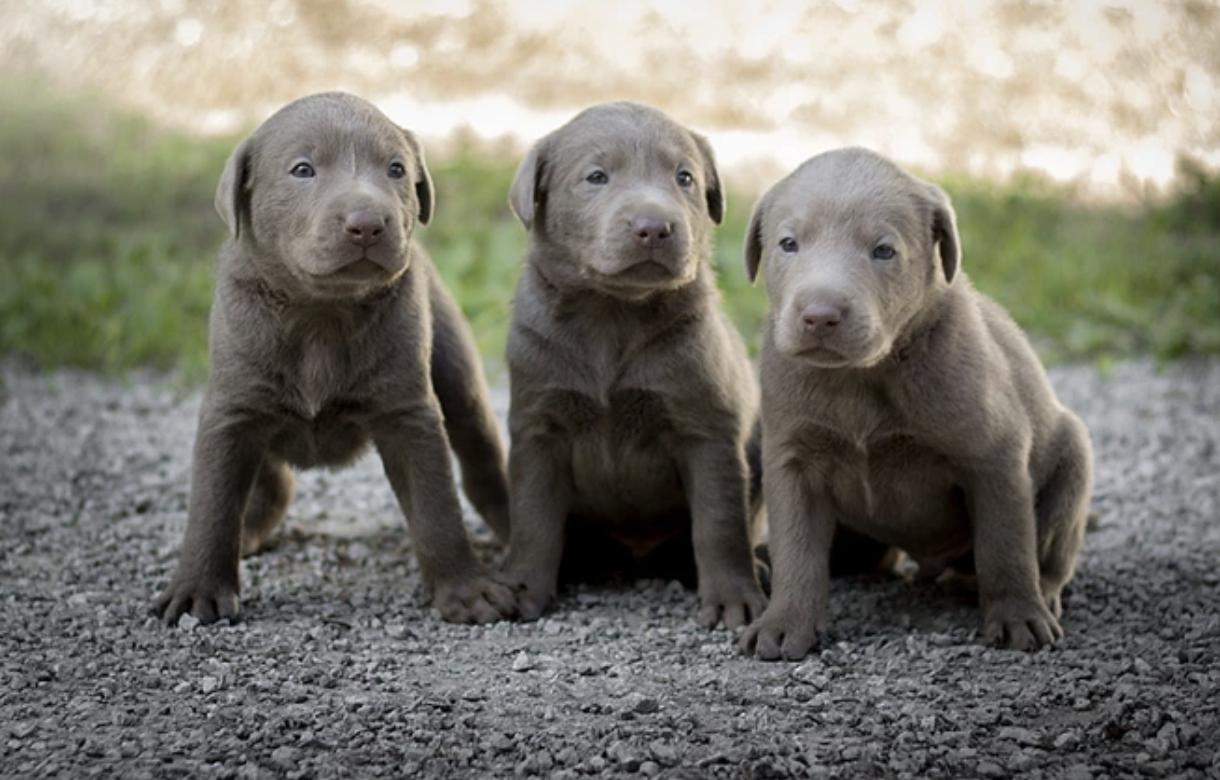 Slone's Silver Creek Labradors in West Virginia | Labrador Retriever ...