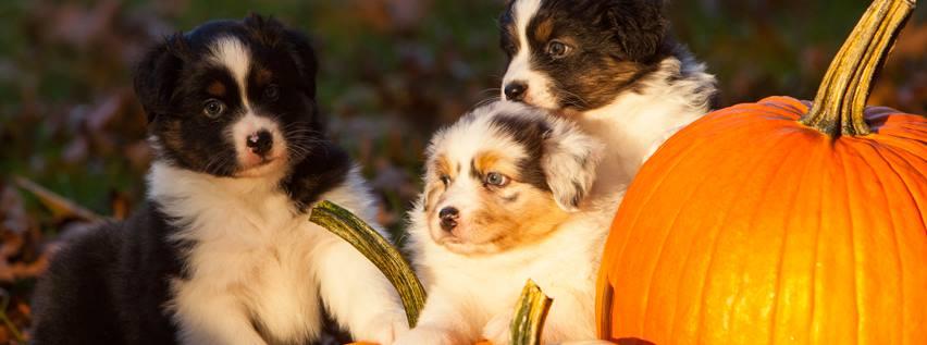 PennOak in Pennsylvania | Australian Shepherd puppies | Good Dog