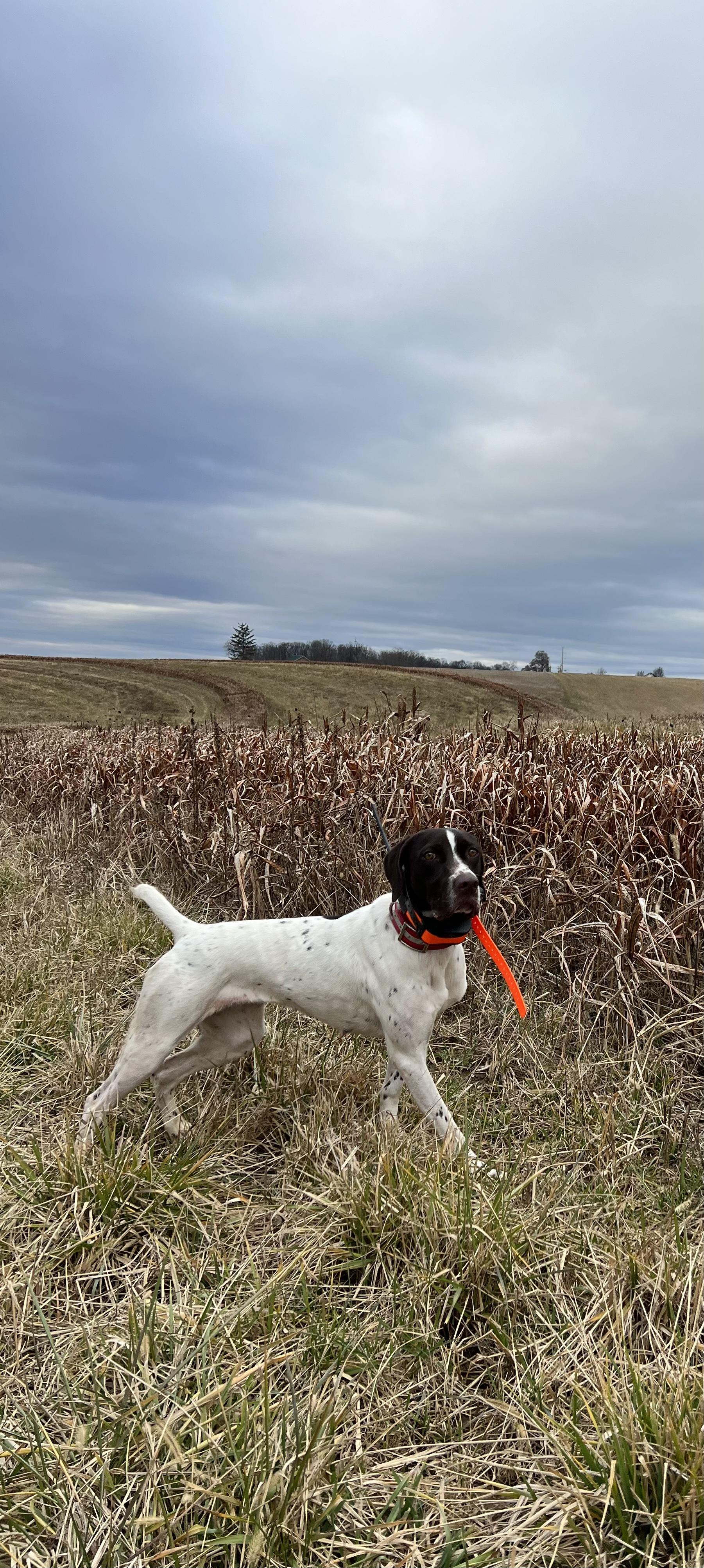 Blue Storm Shorthairs in Maryland | German Shorthaired Pointer puppies | Good Dog