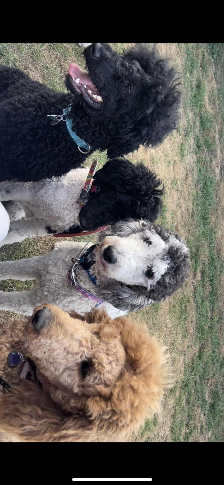 Mazie's Standard Poodles in Maine | Poodle puppies | Good Dog