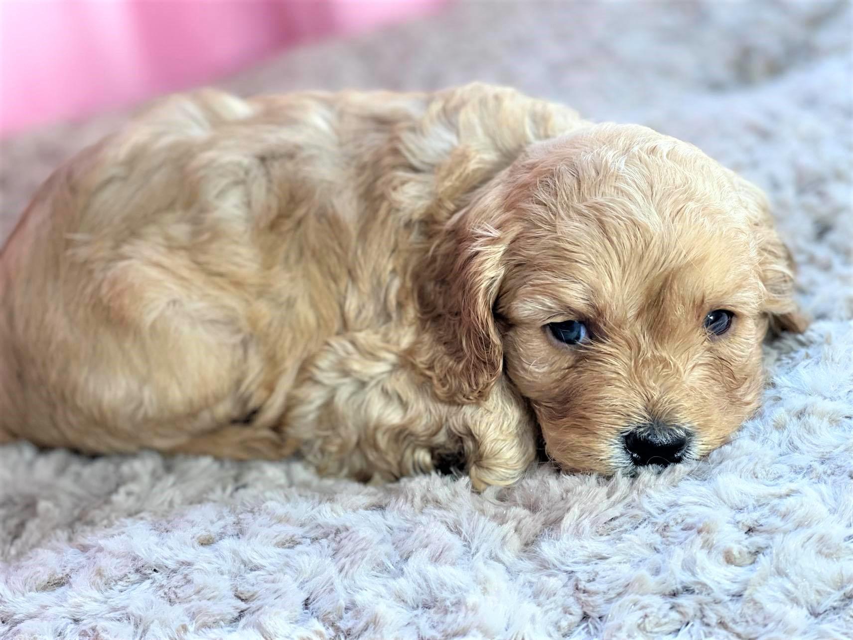Clearview Canines in North Carolina | Cavapoo, Cockapoo, Maltese ...