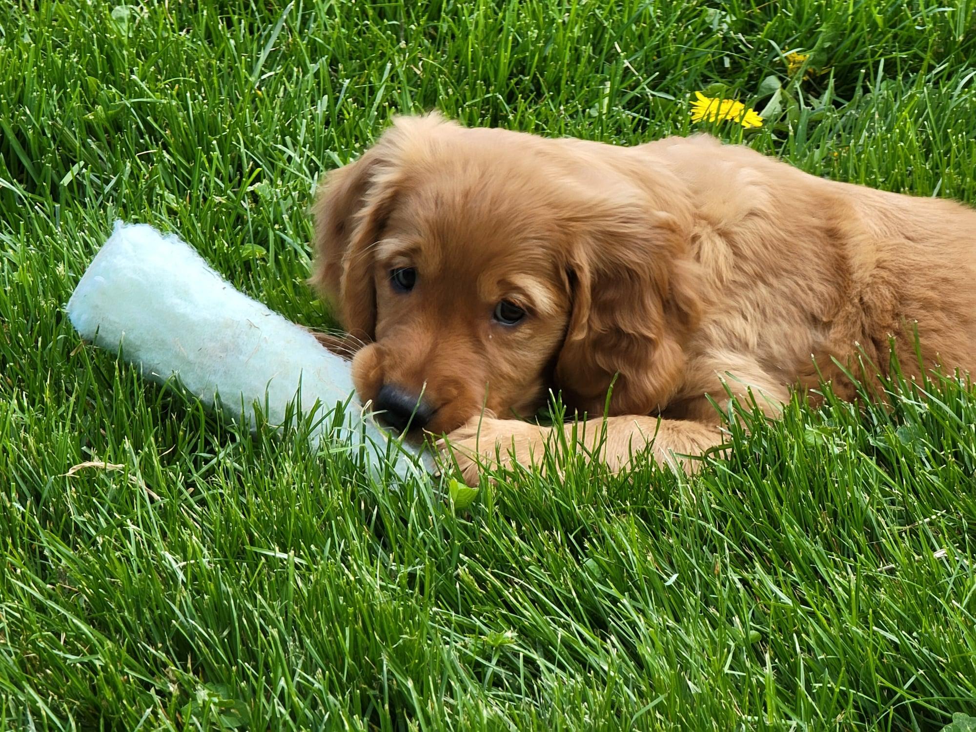 RedMark Retrievers in Wisconsin | Golden Retriever puppies | Good Dog