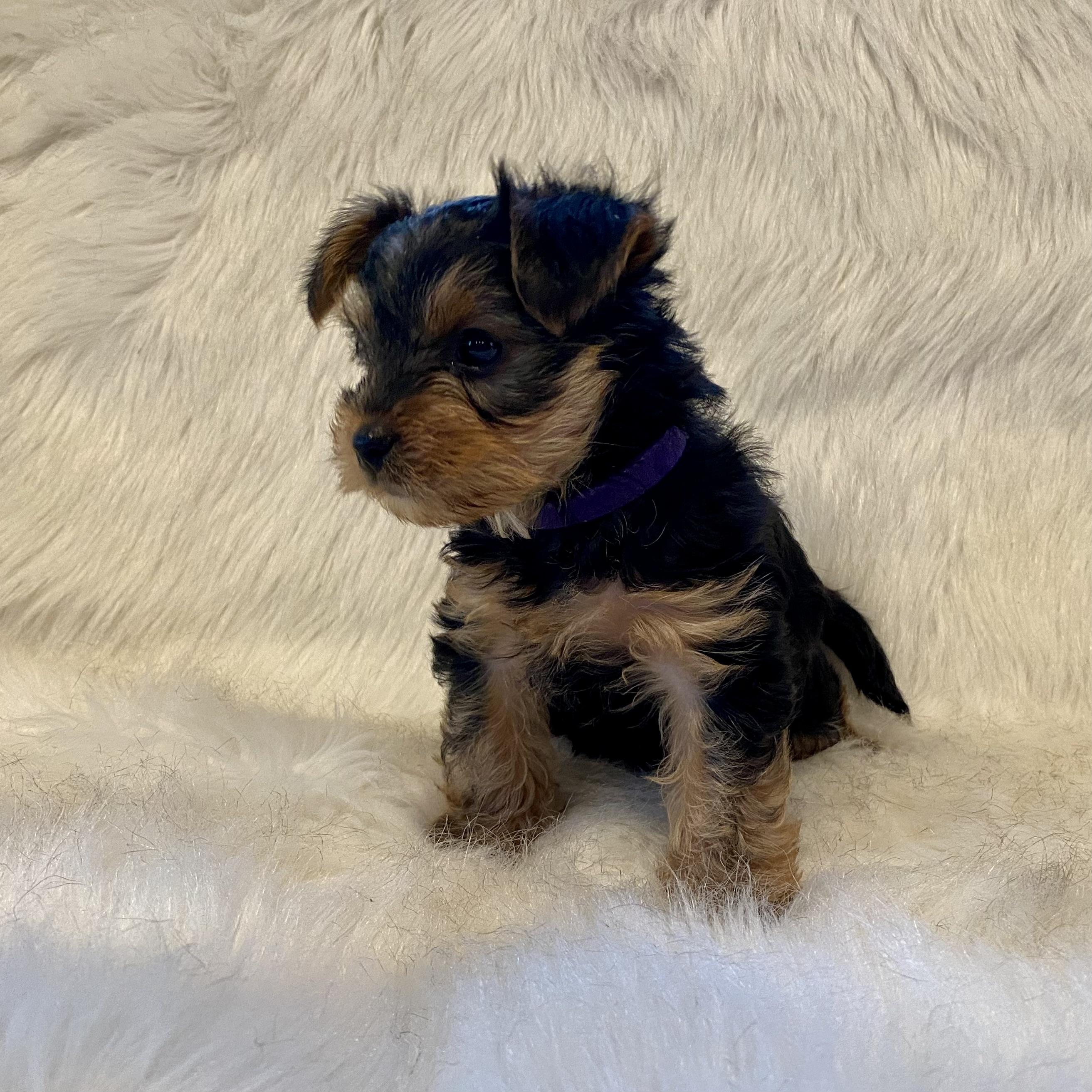 Yorkies Love in Ohio | Yorkshire Terrier puppies | Good Dog