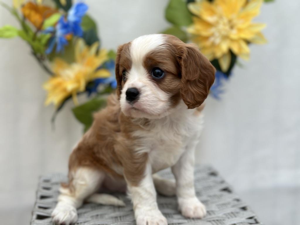 Shelli's Puppies in Indiana | Cavalier King Charles Spaniel and ...