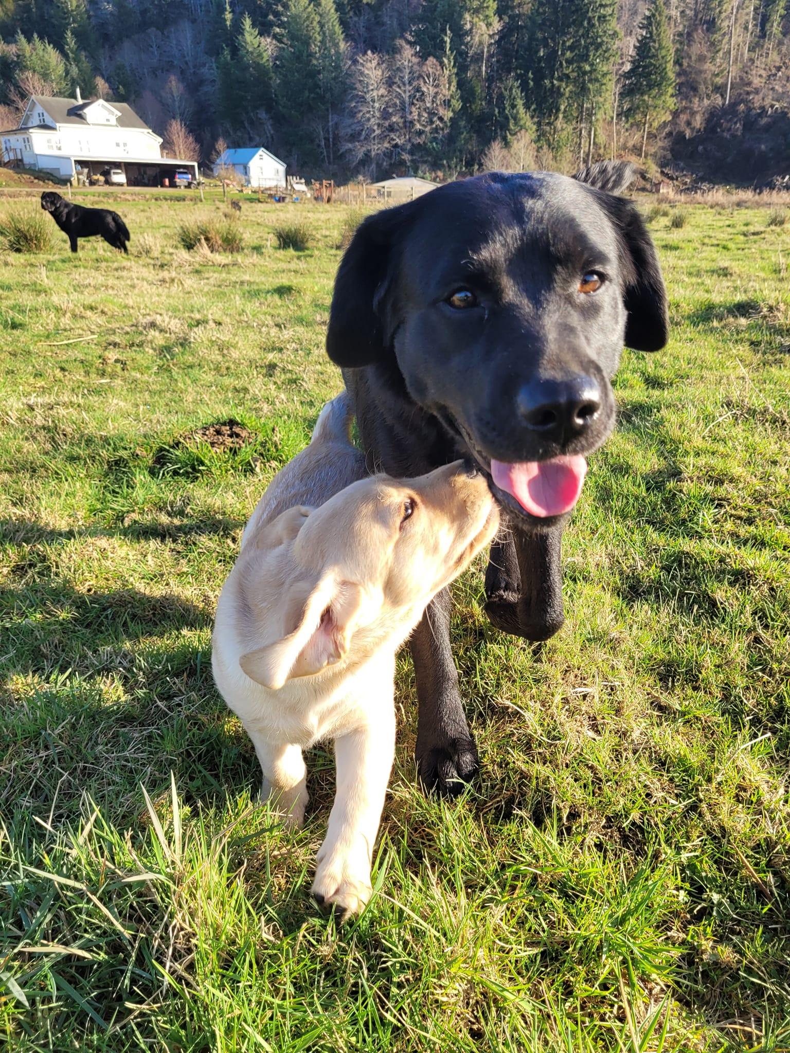 East Deep River Farm and Labradors in Washington | Labrador Retriever ...